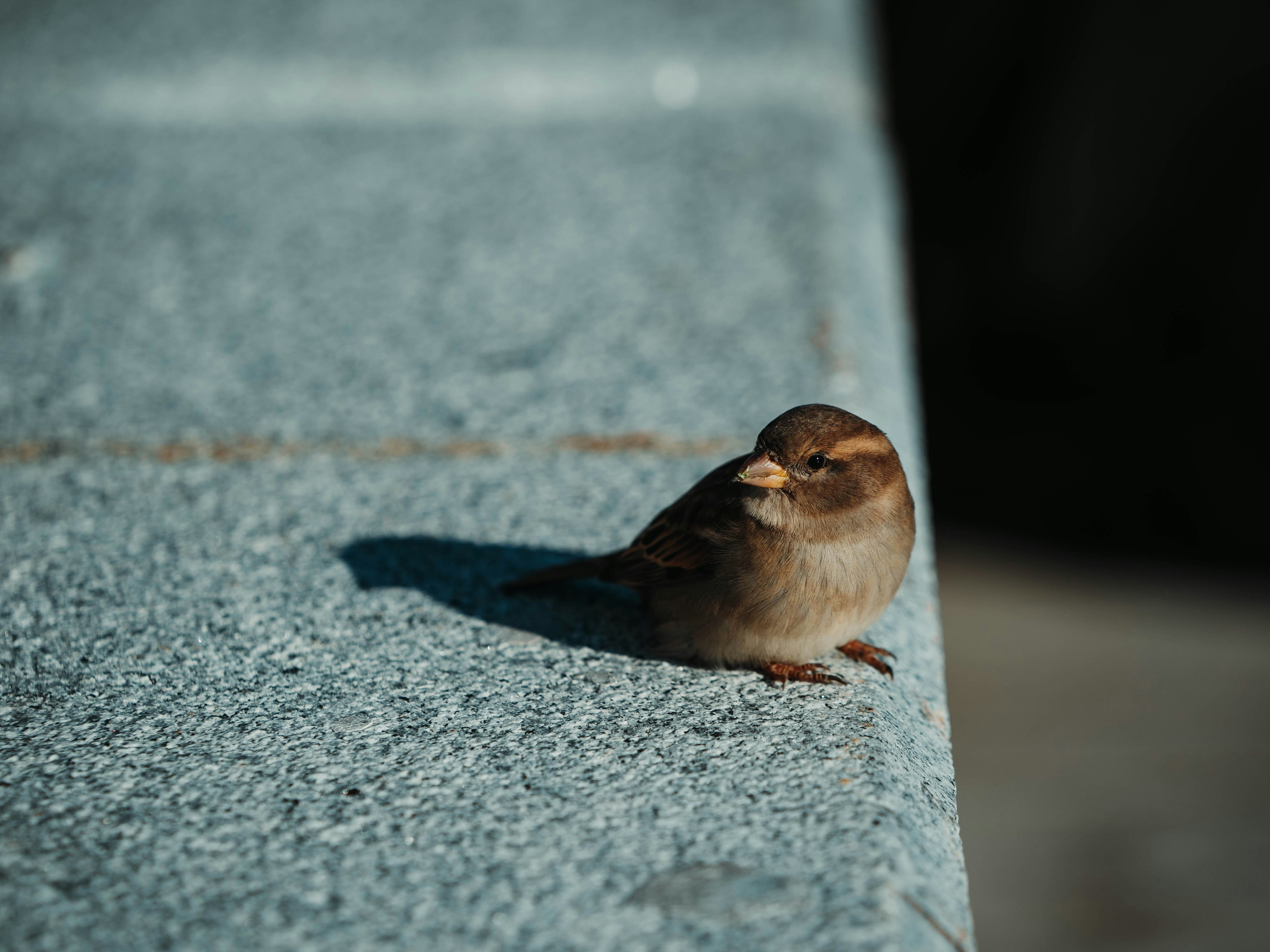 A sparrow perched on a textured stone surface, basking in the warm sunlight, with its shadow stretching behind it.