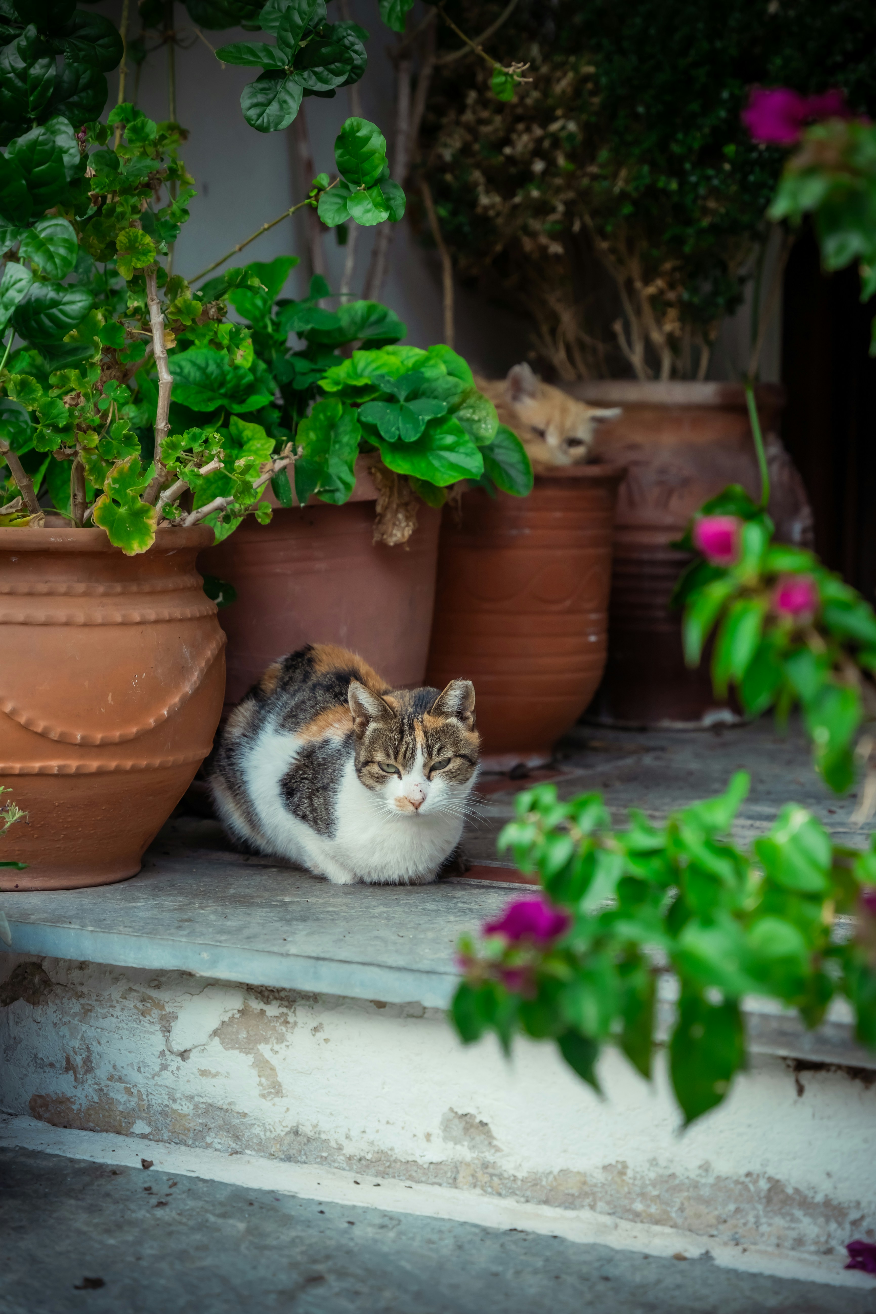 Calico Loaf Among Terracotta Pots in a Quiet Garden