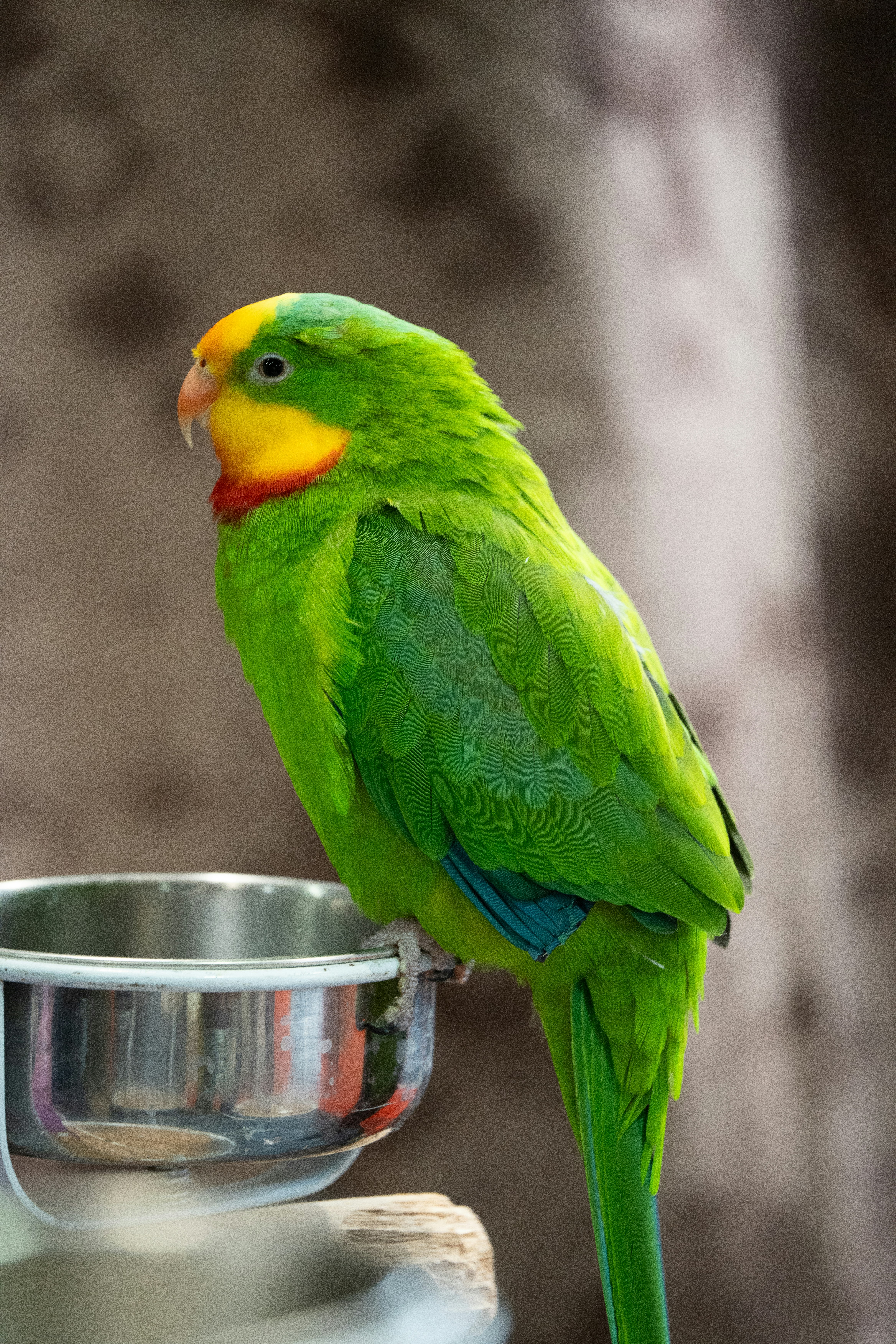 Verdant Lorikeet by a Stainless Bowl Against a Misty Cascade