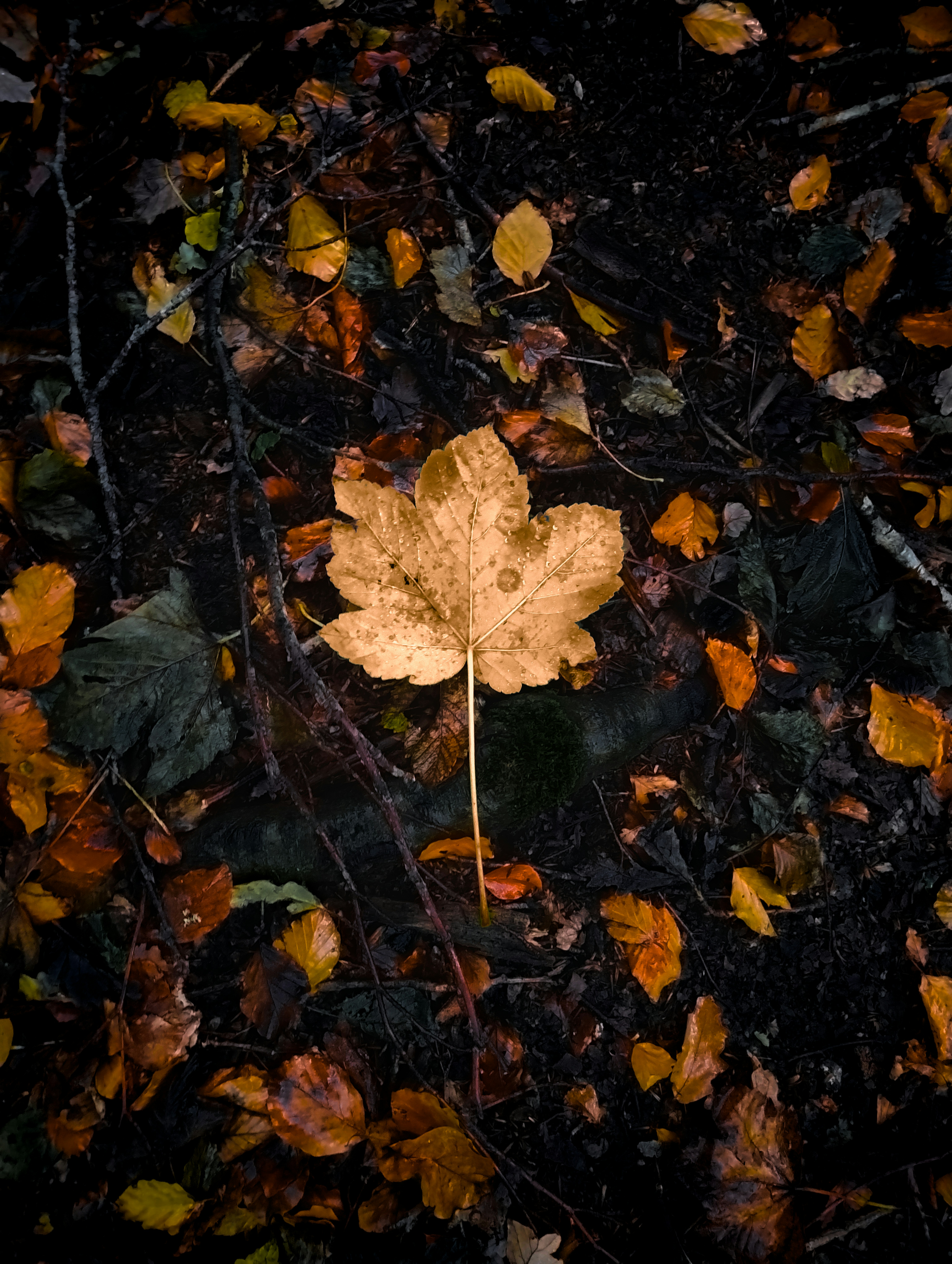 Center Leaf: A Pale Maple Among Autumn Embers