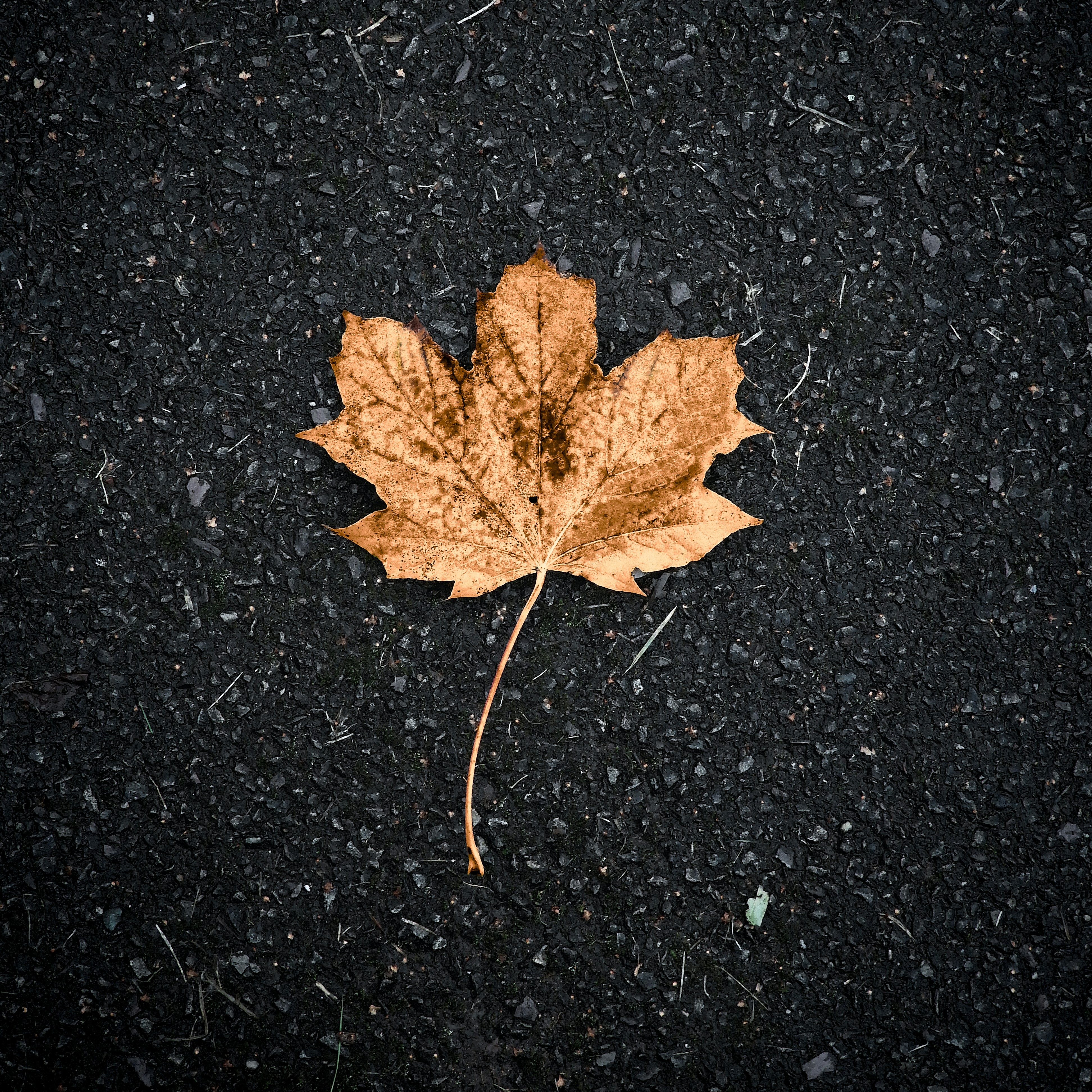 A solitary copper maple leaf rests on rough dark asphalt, highlighting autumn color against a textured urban surface. This photograph emphasizes a simple, natural subject.