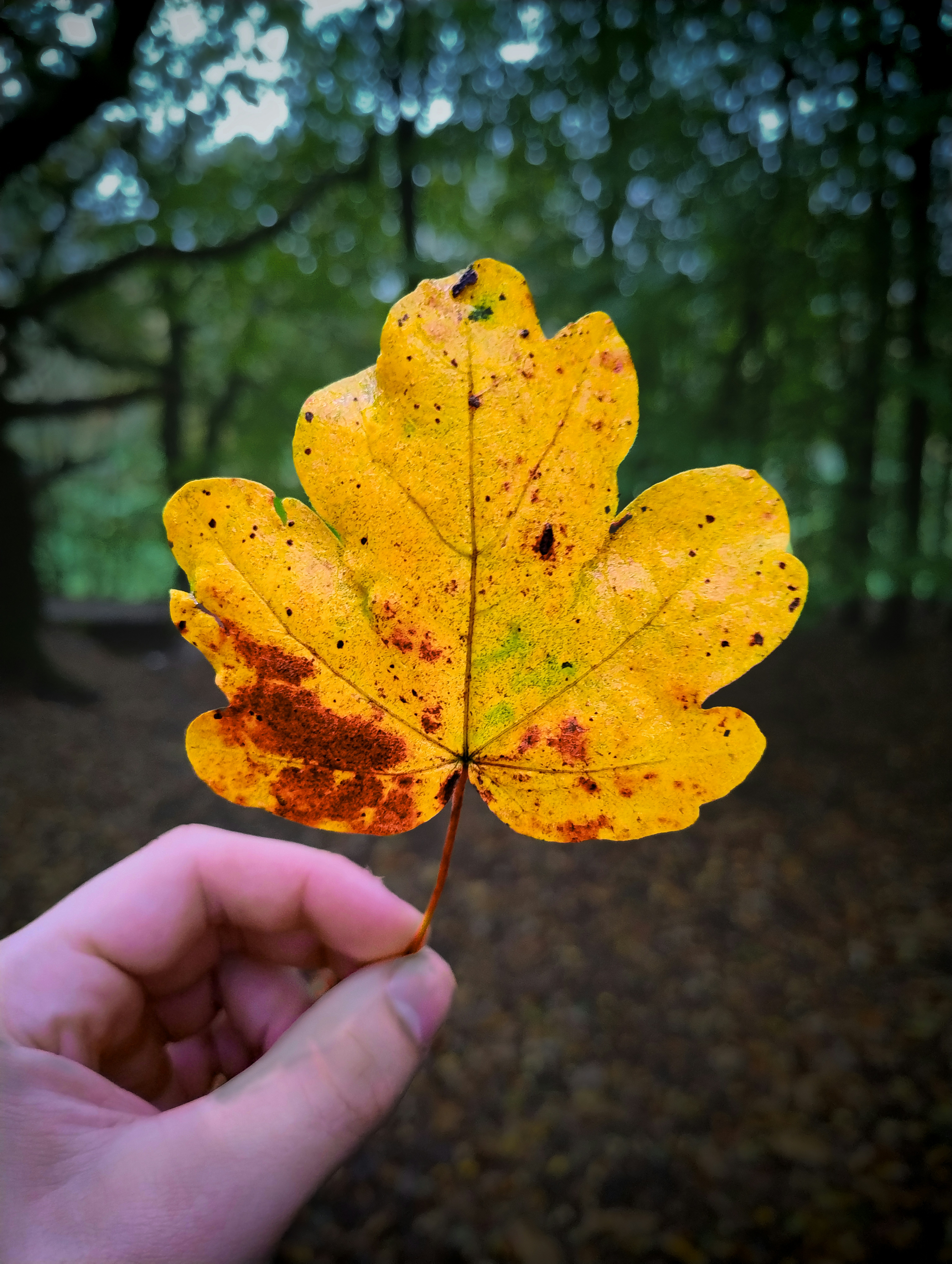 Holding a bright colourful leaf with reddish orange tones in autumn, England (UK).