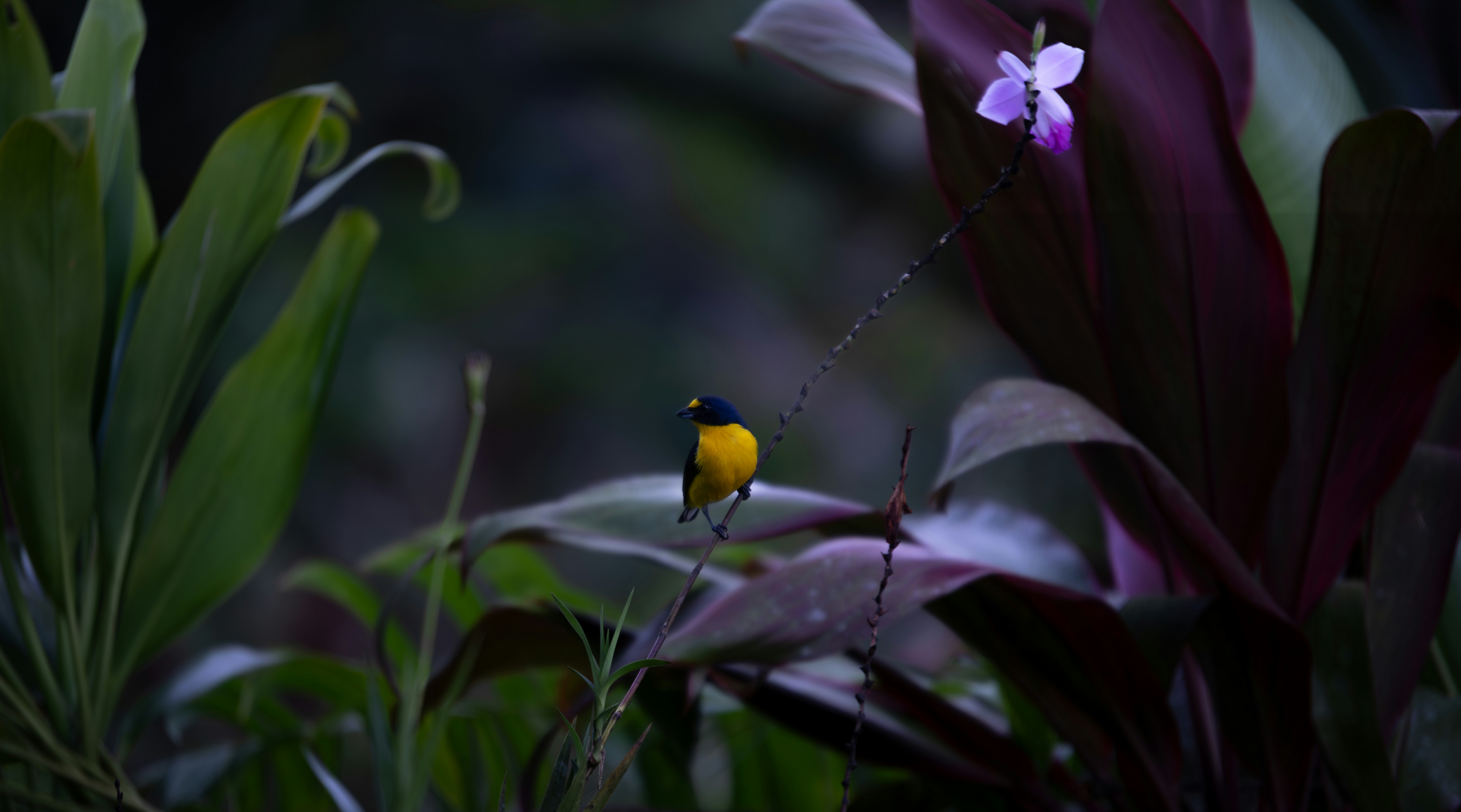 Amber Ember on a Vine: Quiet Moment in Twilight Foliage