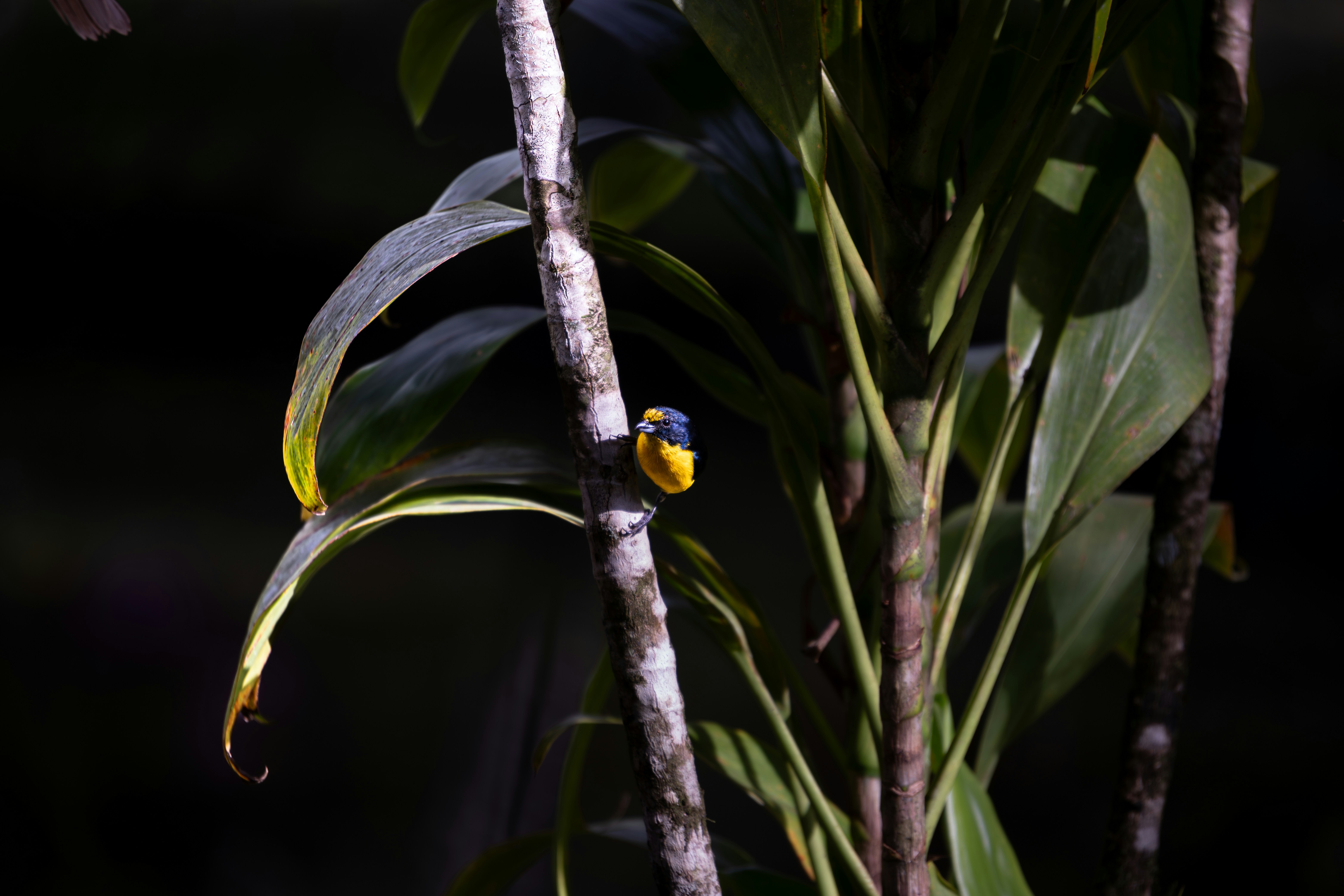 Blue-yellow Beetle on a Leafy Stem: A Moment of Color in Dappled Shade