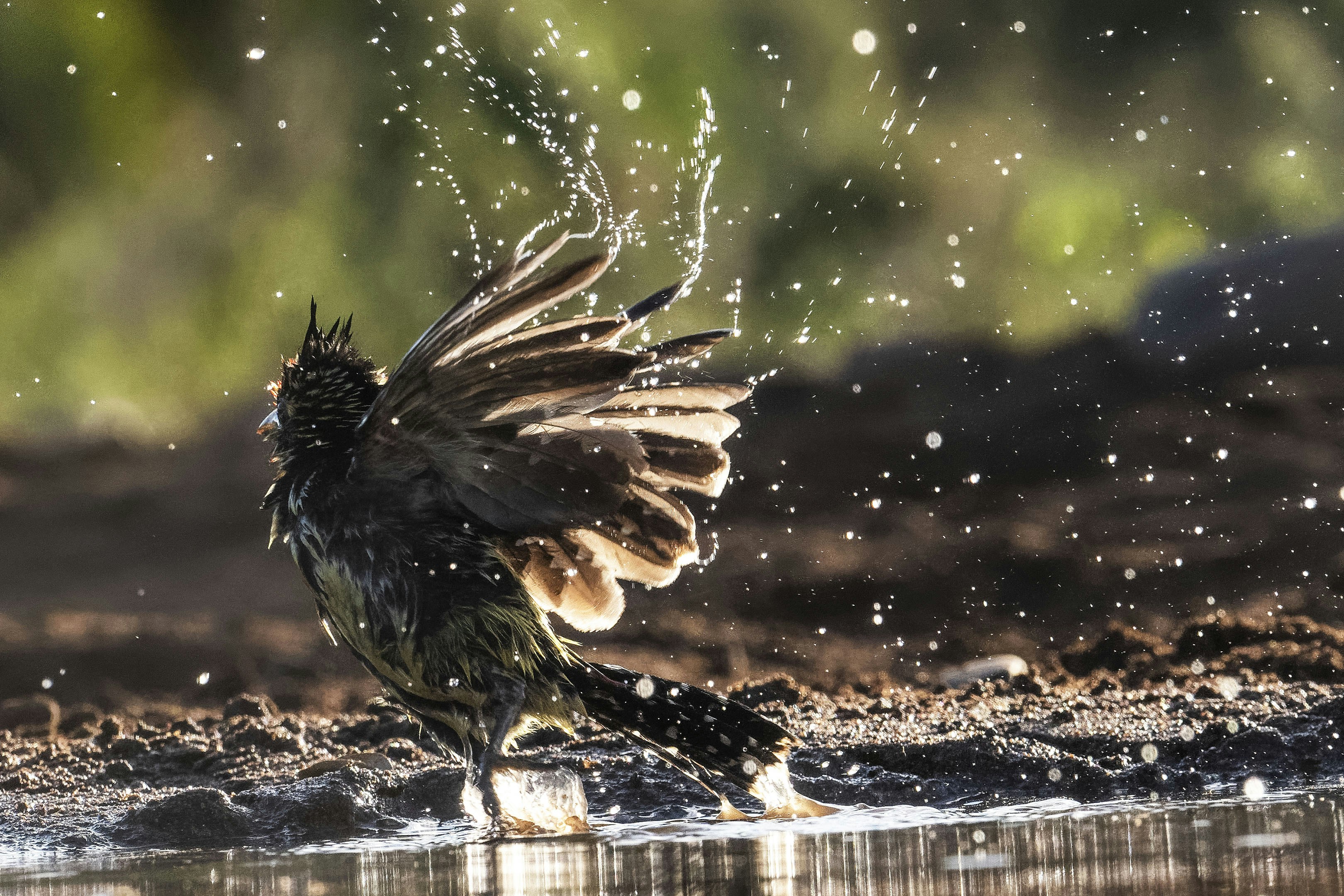 Winged Splash at the Muddy Shore: a fleeting landing in spray