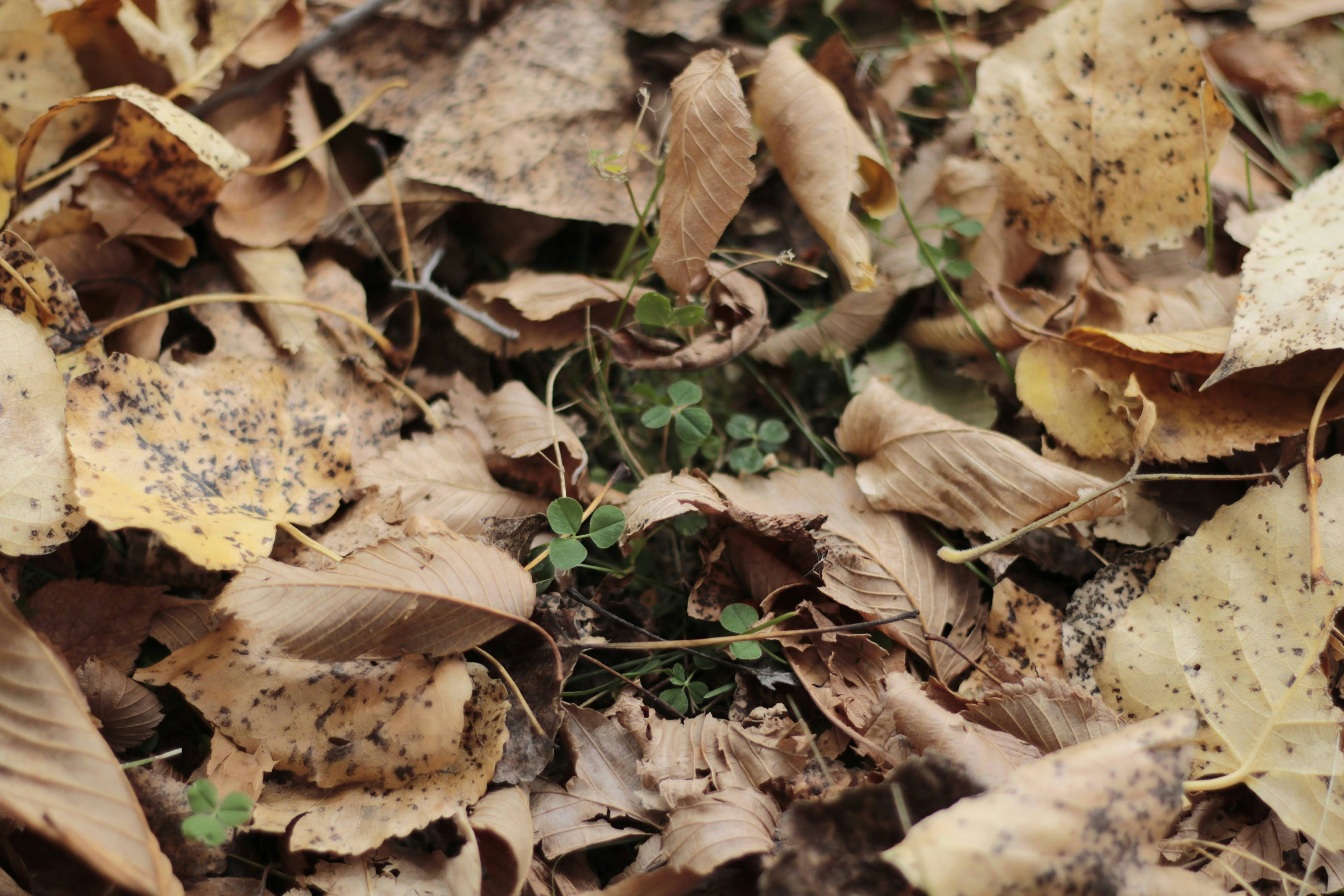 Clovers in leaves | A bunch of leaves that are on the ground