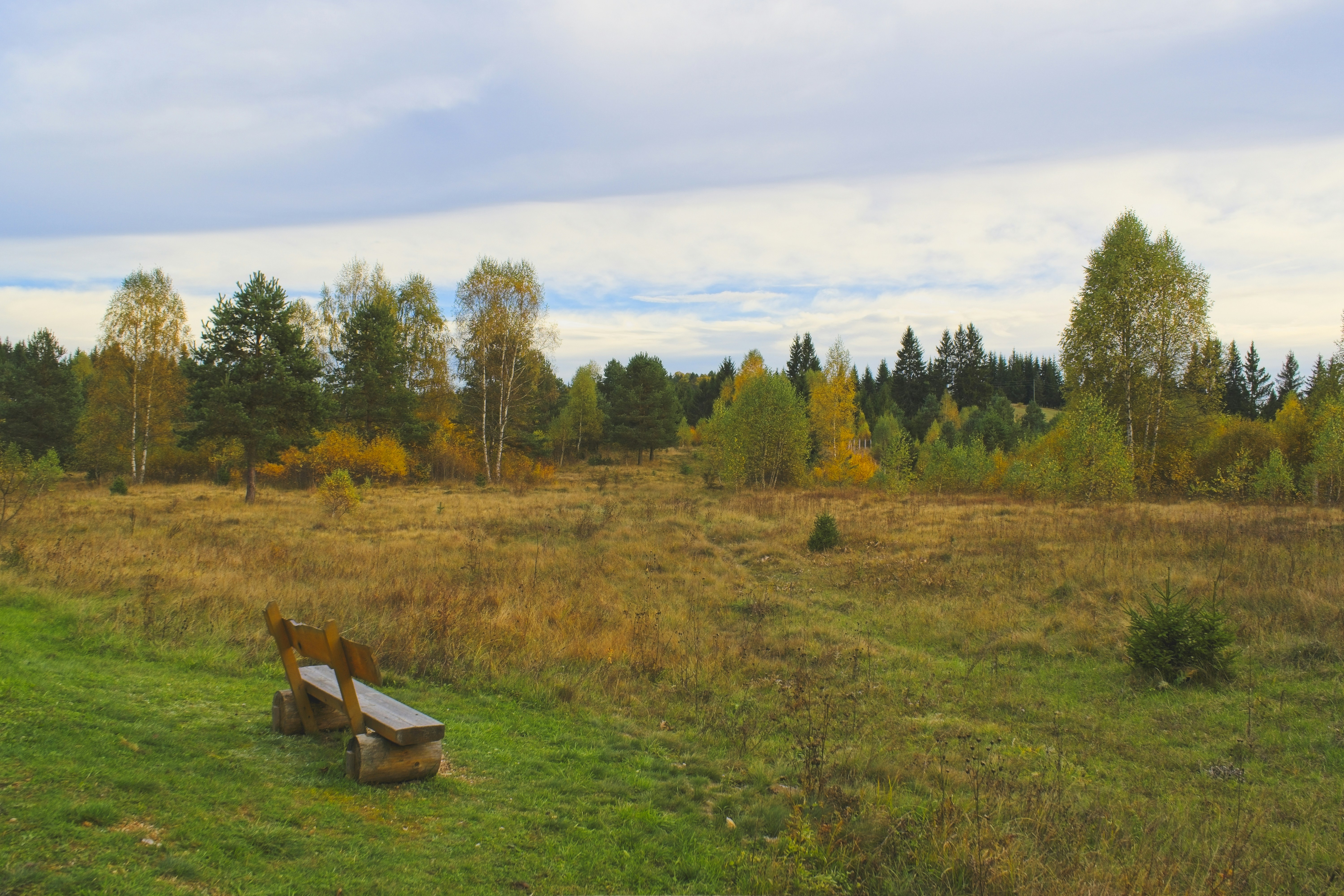 Autumn Quiet: A Weathered Bench Watches the Meadow