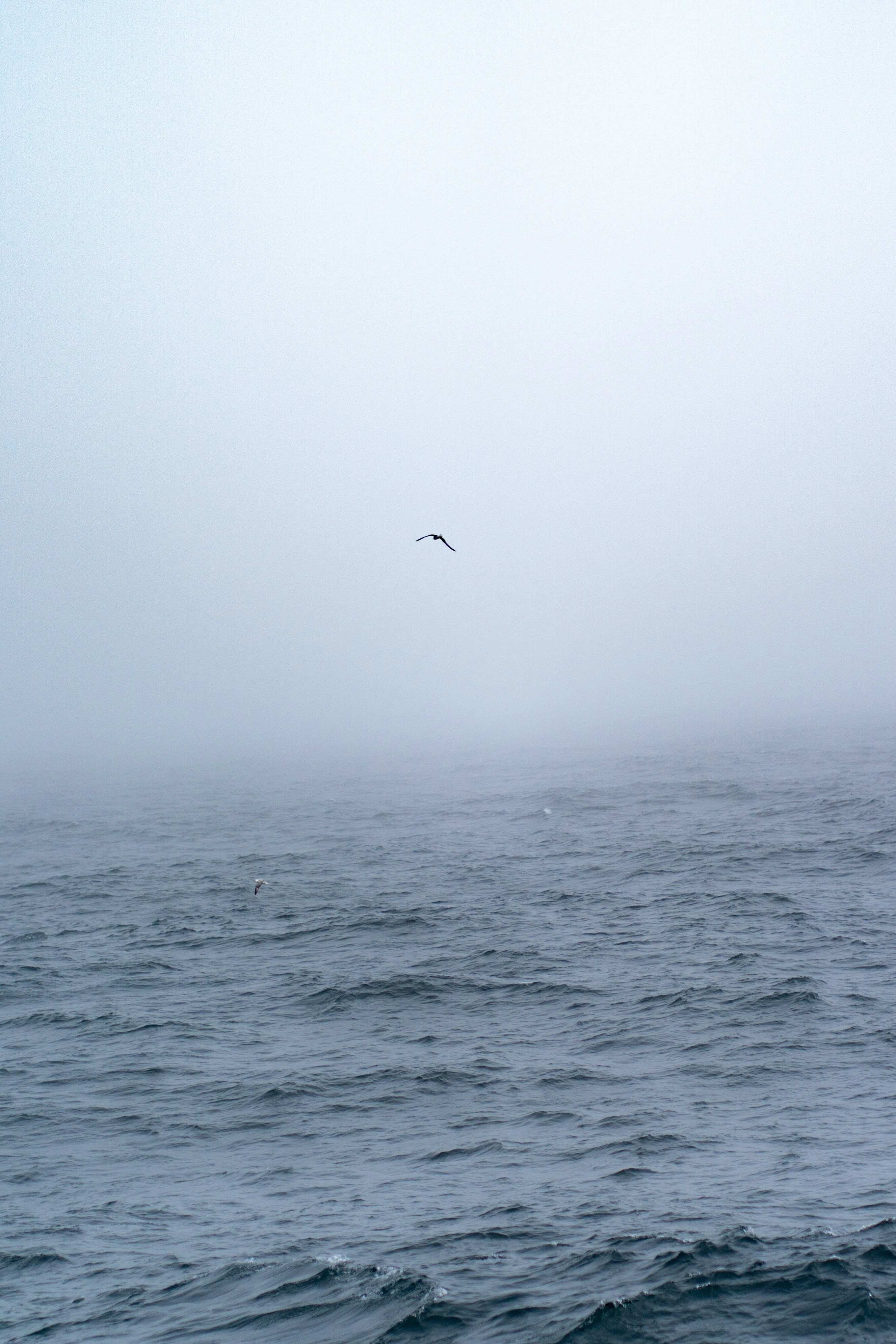 Gull in the Mist: A Quiet Horizon over a Fog-Soft Sea