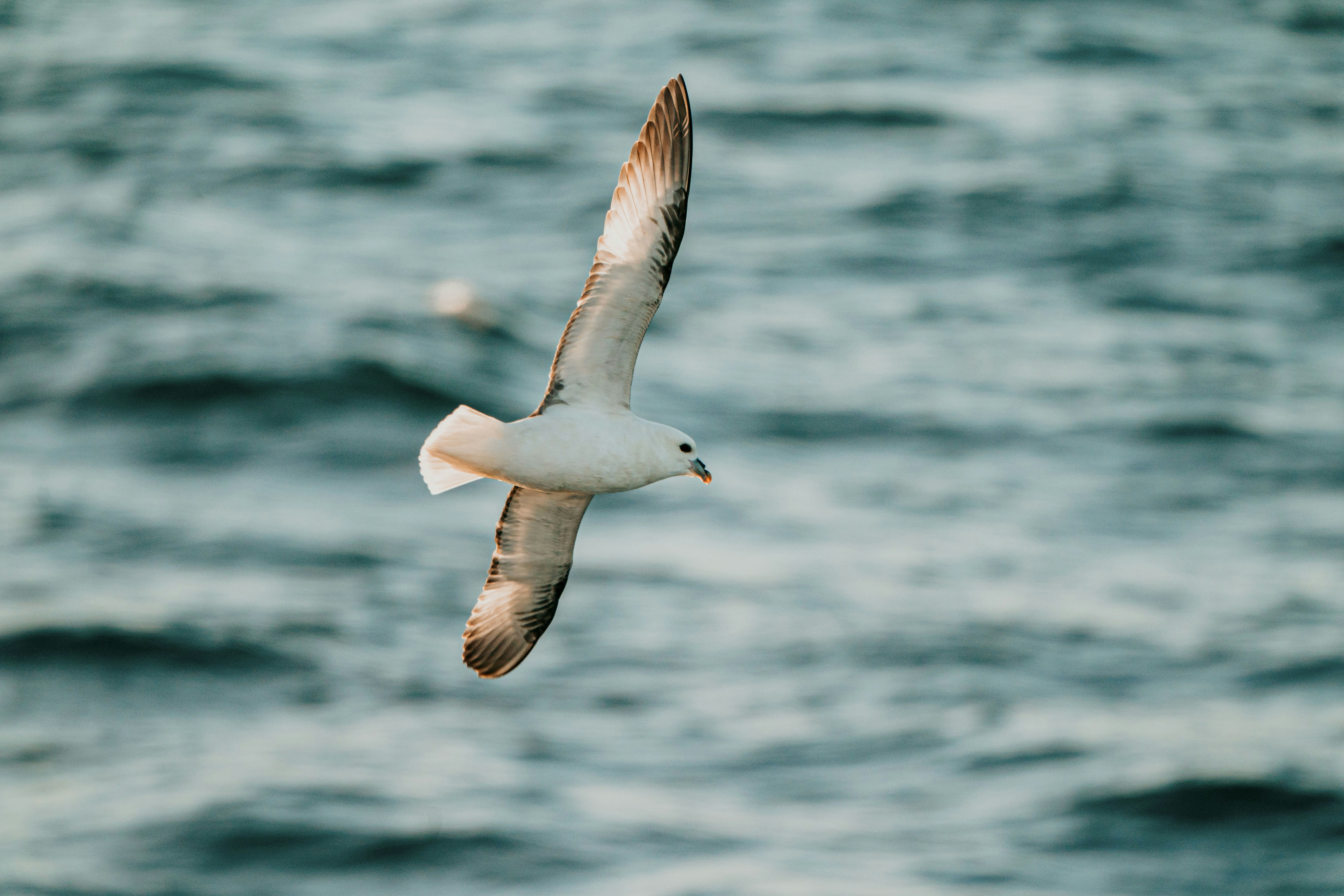 A seagull flying over a body of water photo – Free Wildlife Image on ...