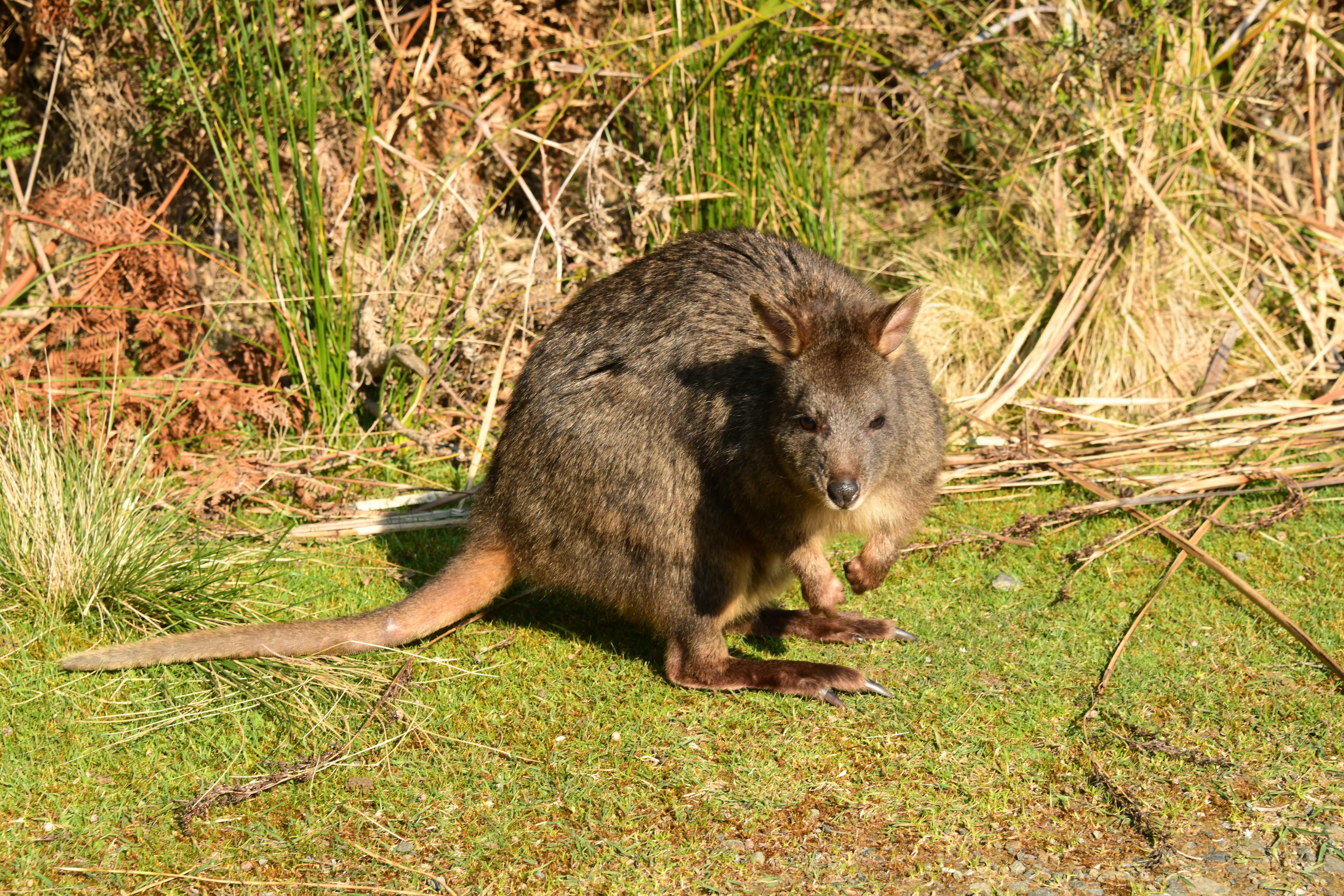 The Curious Quokka: Nature's Friendly Forager