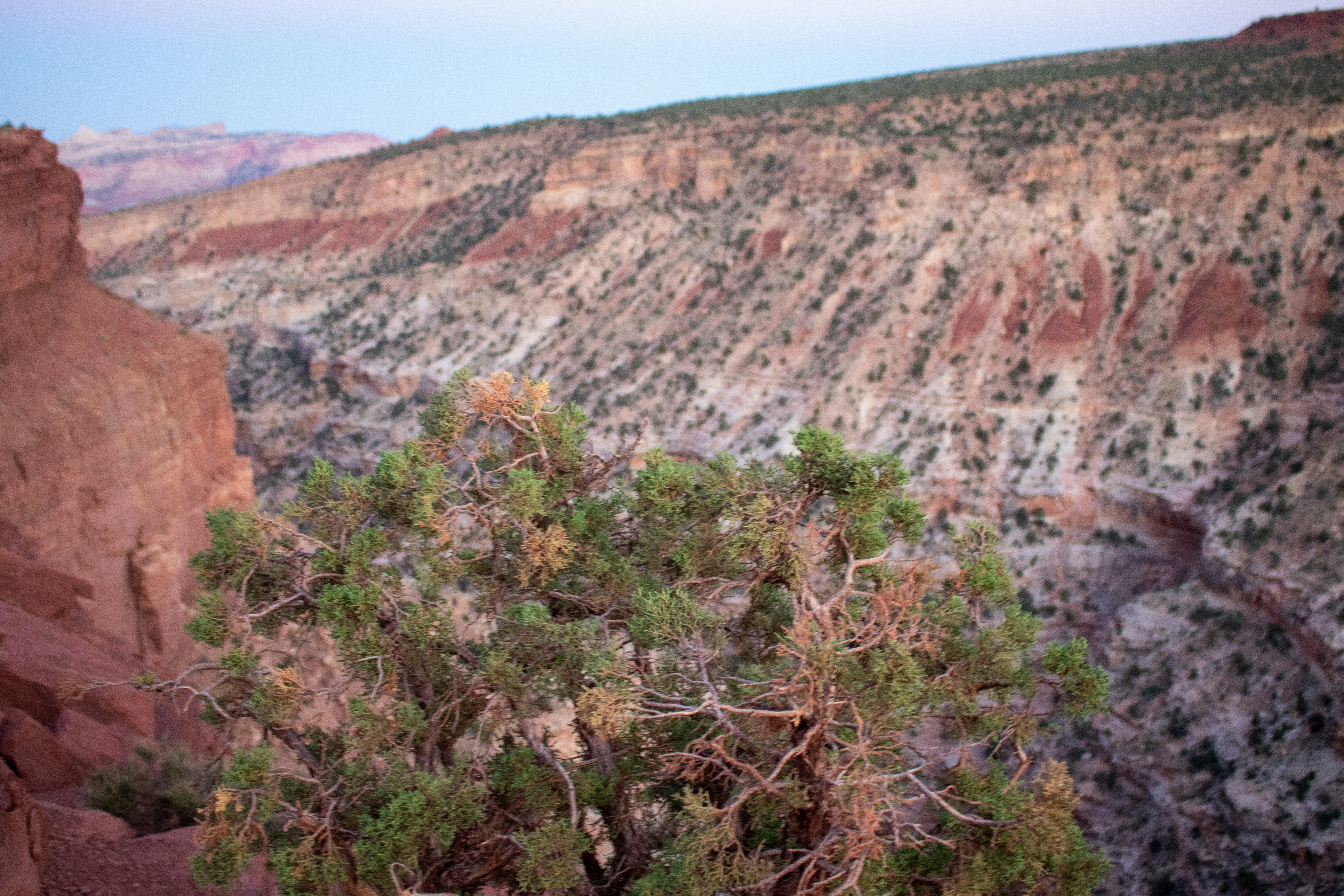 Desert Juniper Framed by Canyon Tiers at Golden Hour