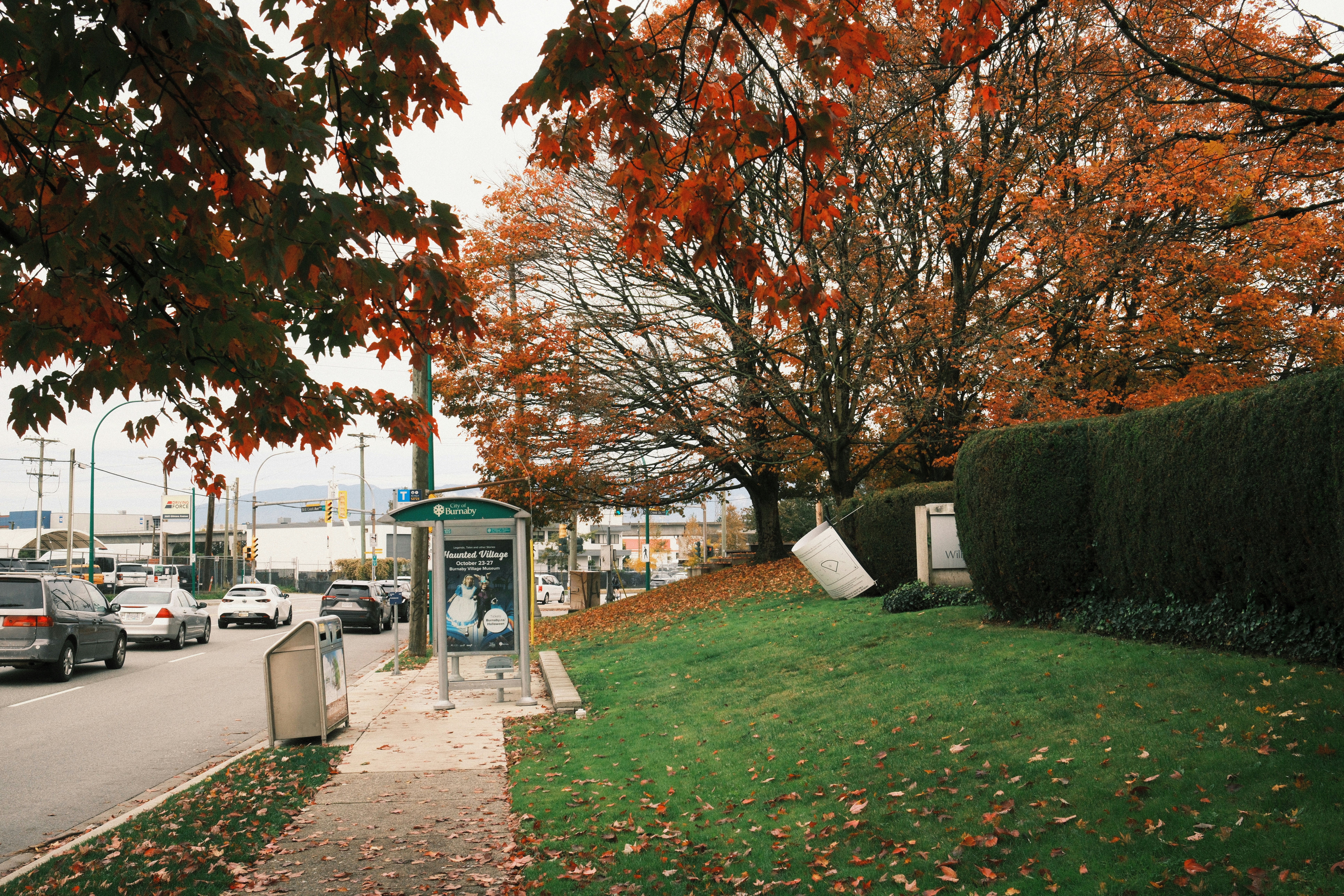 Crimson Canopy Over a Quiet Street: An Autumn Pause by the Bus Stop