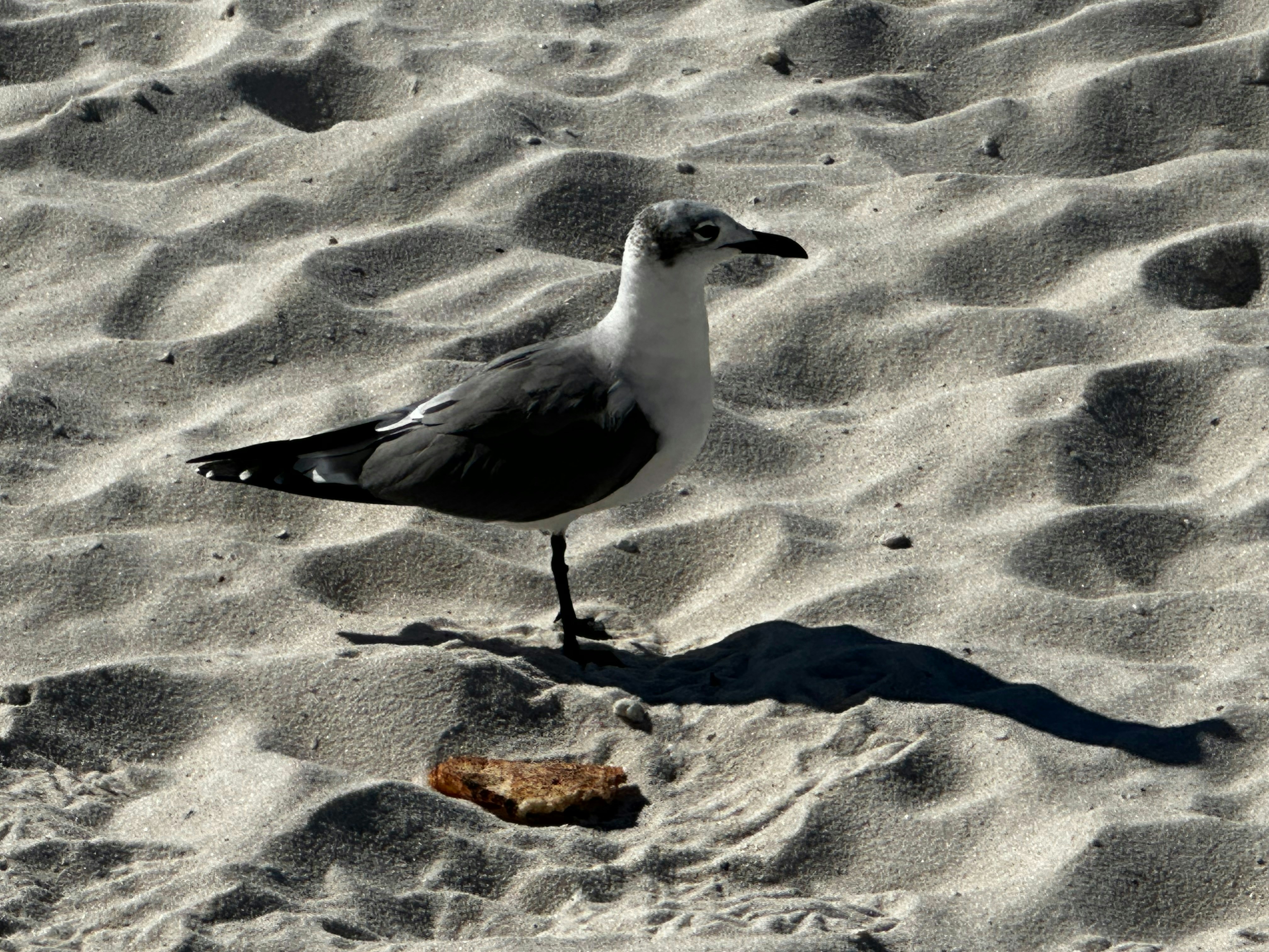 Seagull on Sunlit Ripples: A Quiet Moment by the Shore