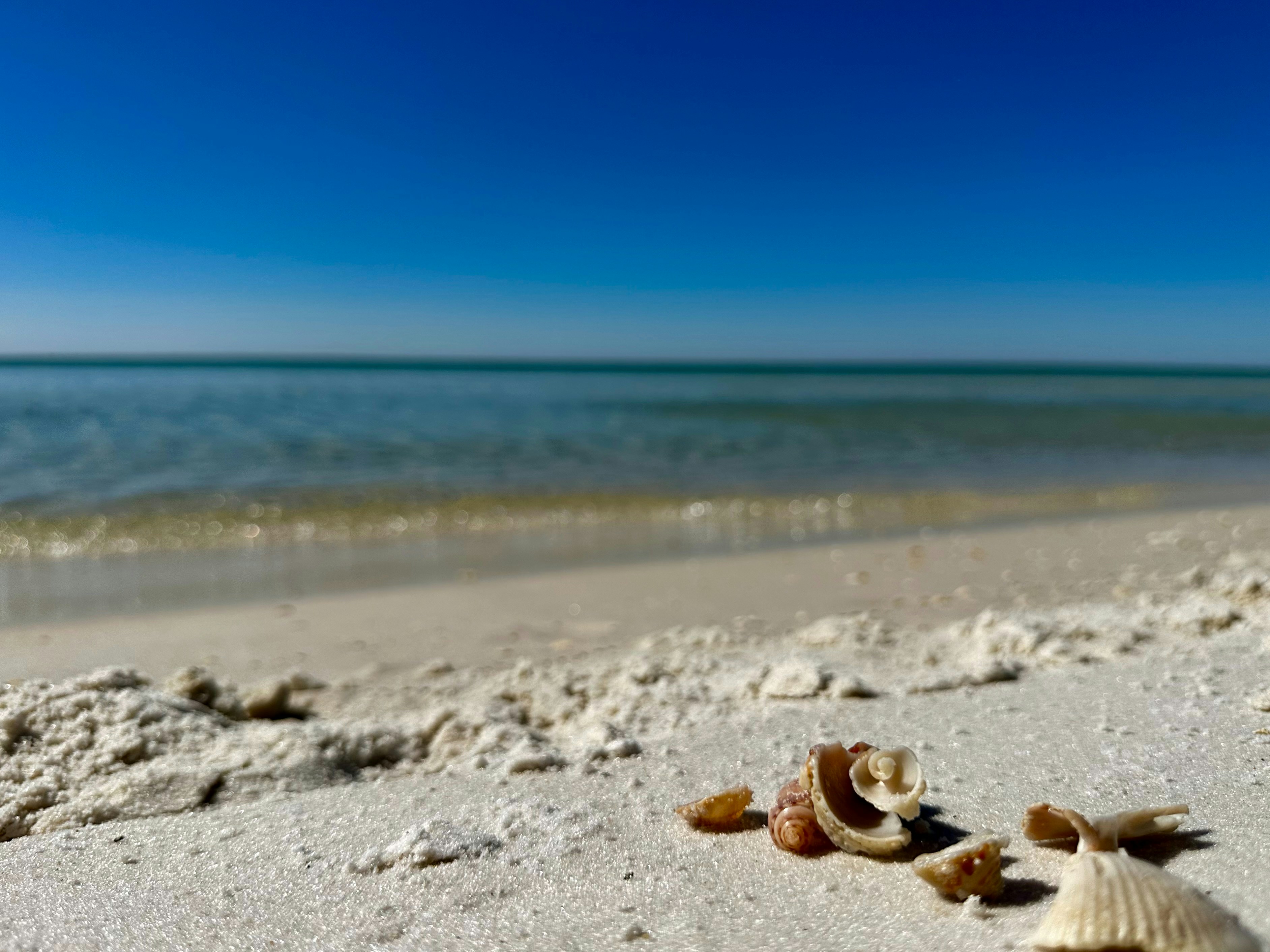 Shells in Focus at the Edge of a Turquoise Sea