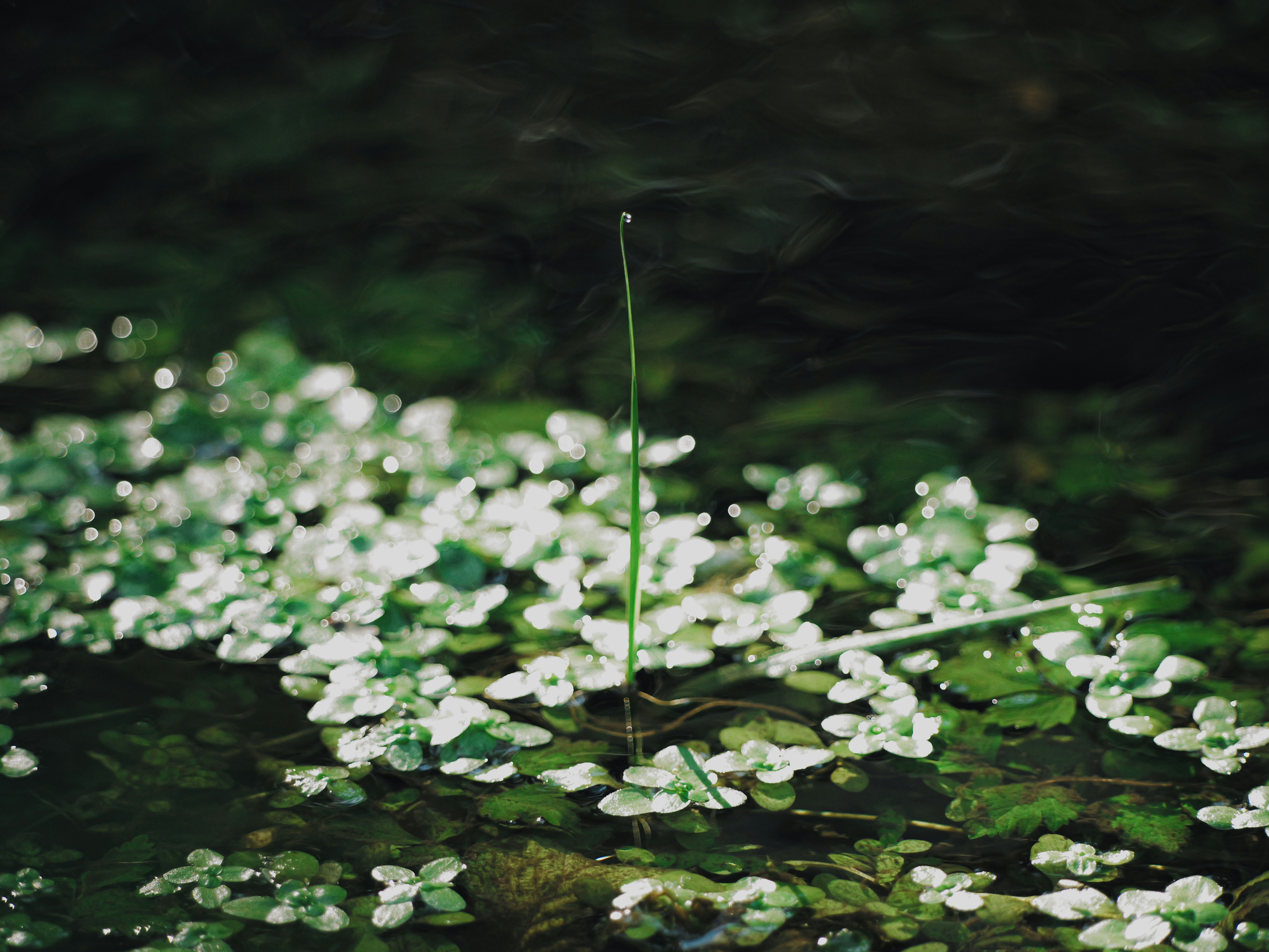 The Sentinel Blade: A lone reed rises over a quilt of lily pads