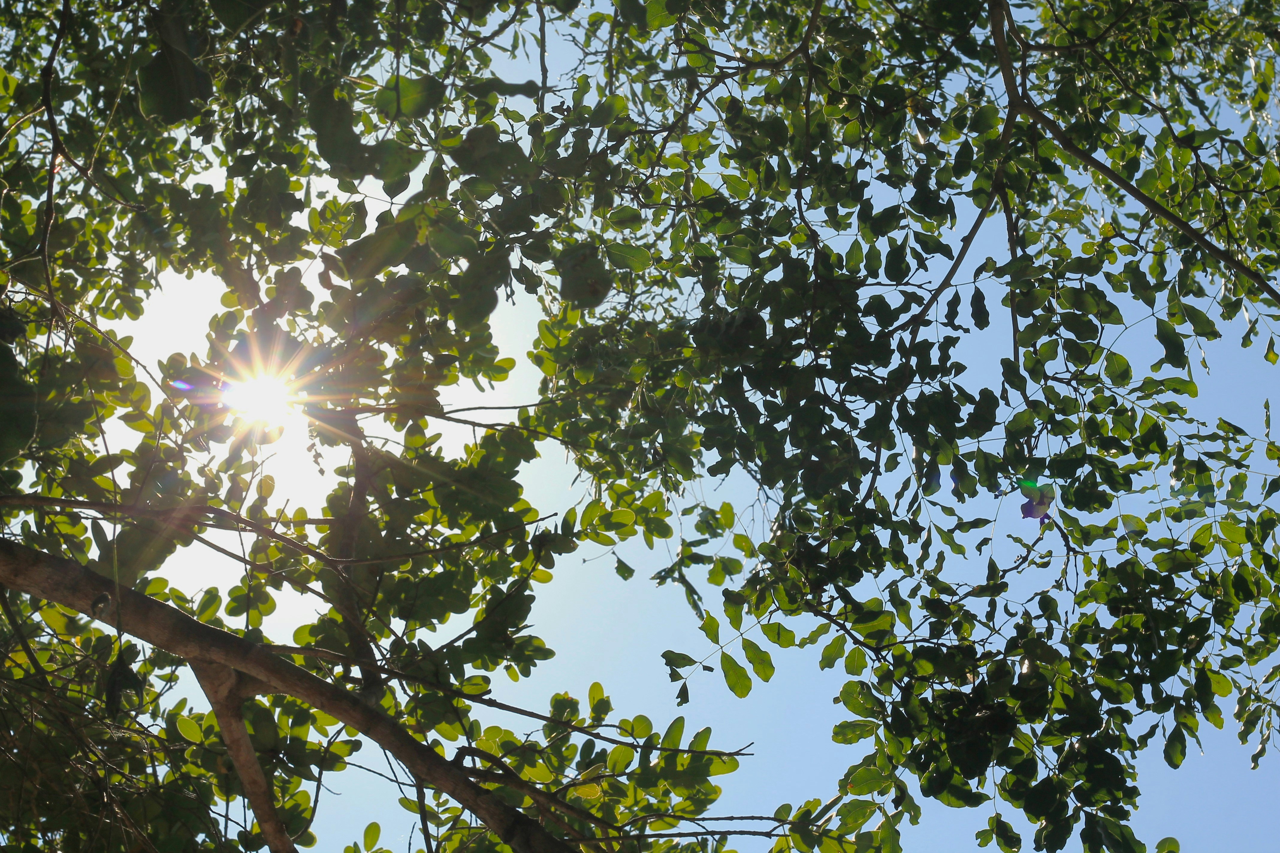 Bright sunlight filtering through dense green leaves against a clear blue sky.