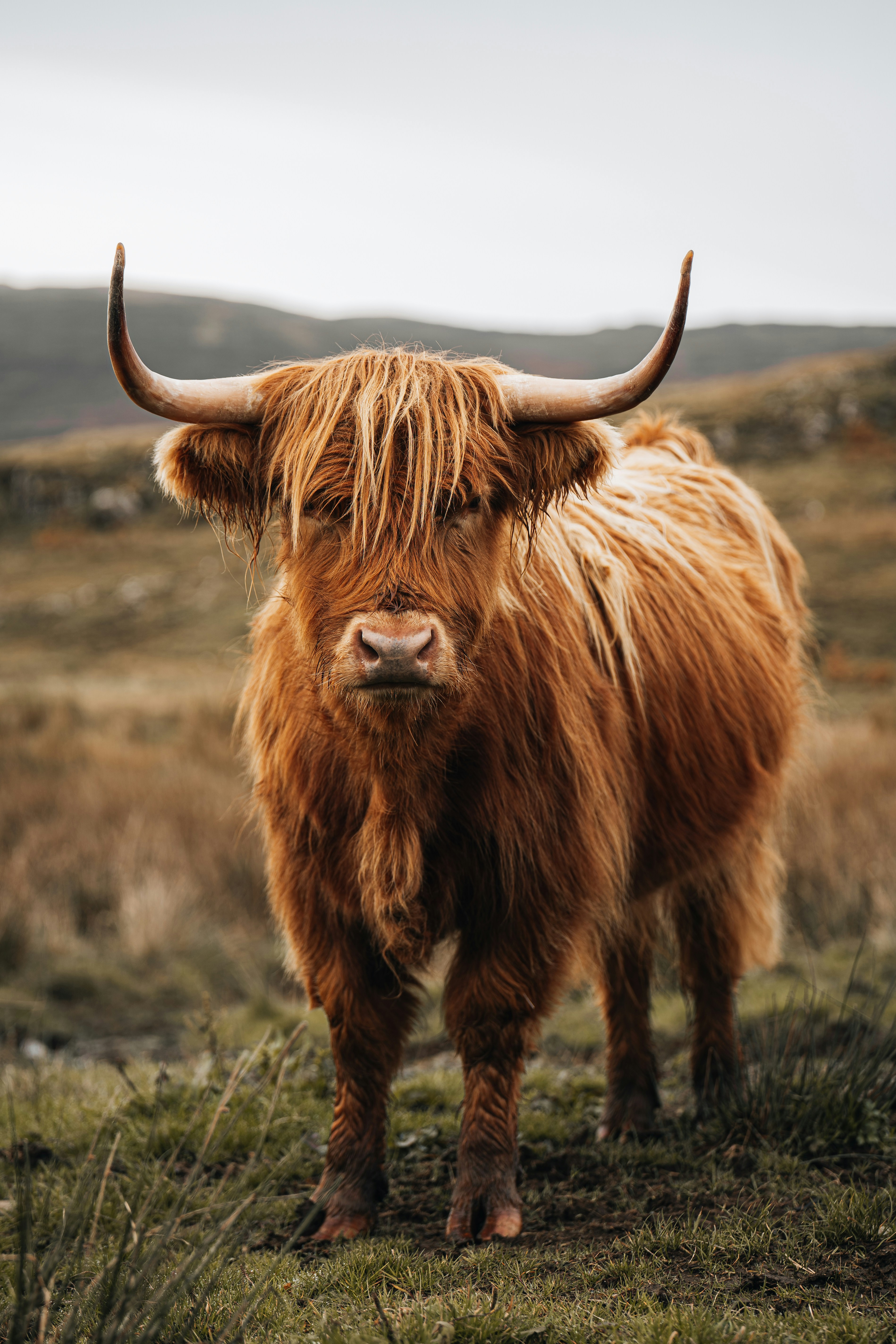A brown cow with long horns standing in a field photo – Free Animal ...