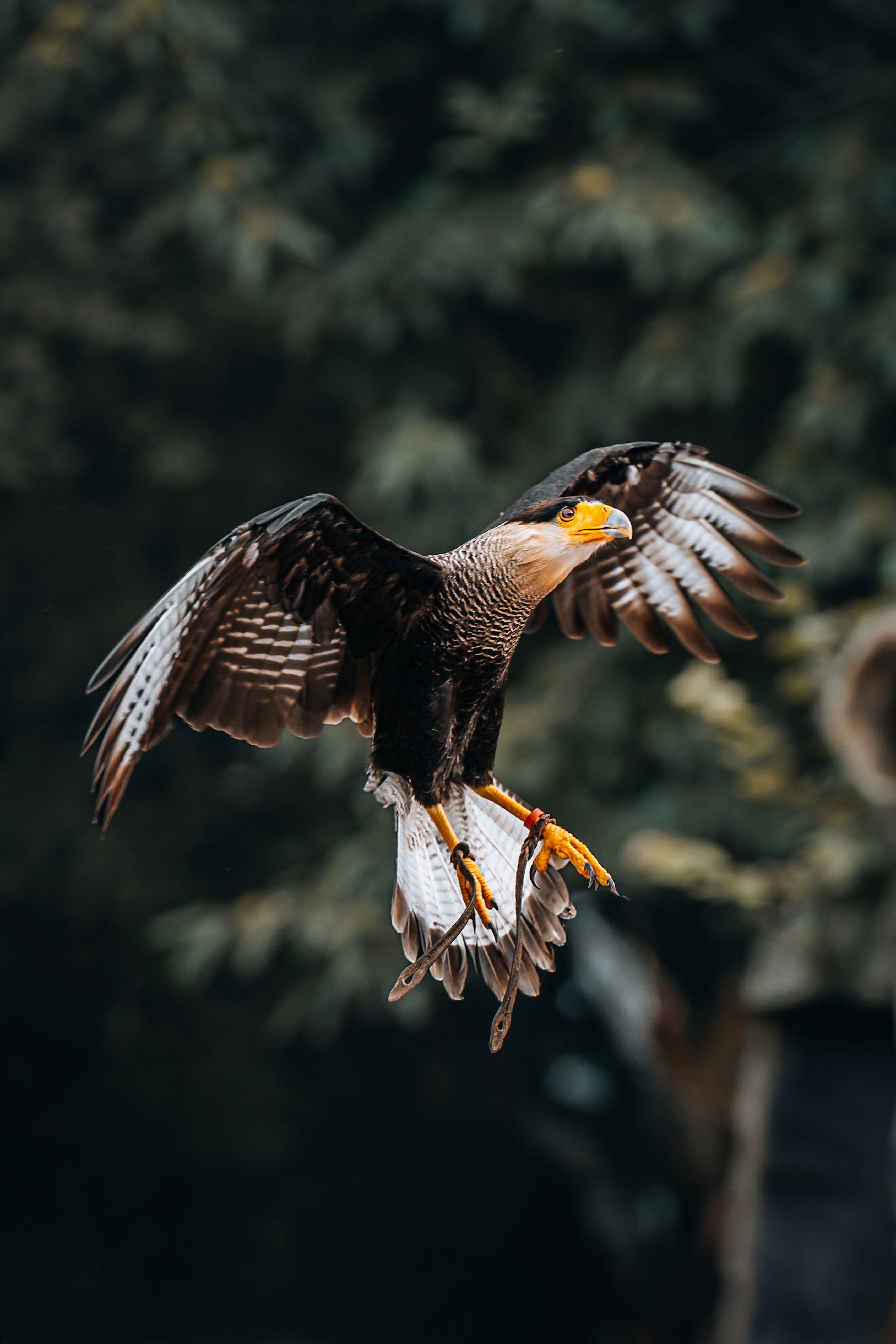 A serpent eagle in mid-flight, showcasing its powerful wings and striking features against a blurred natural backdrop.