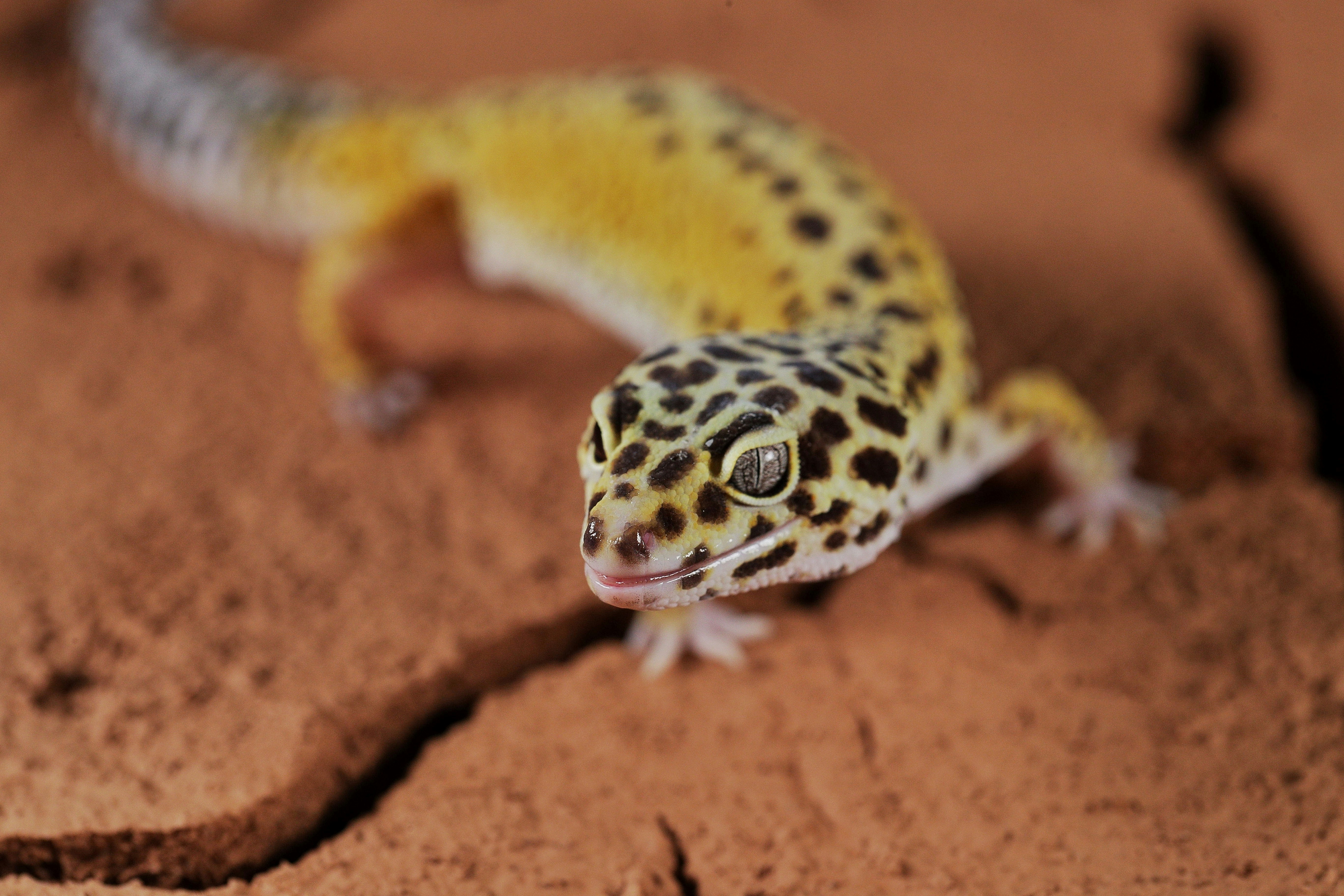 Amber-Gaze Gecko Amid Cracked Ochre Desert