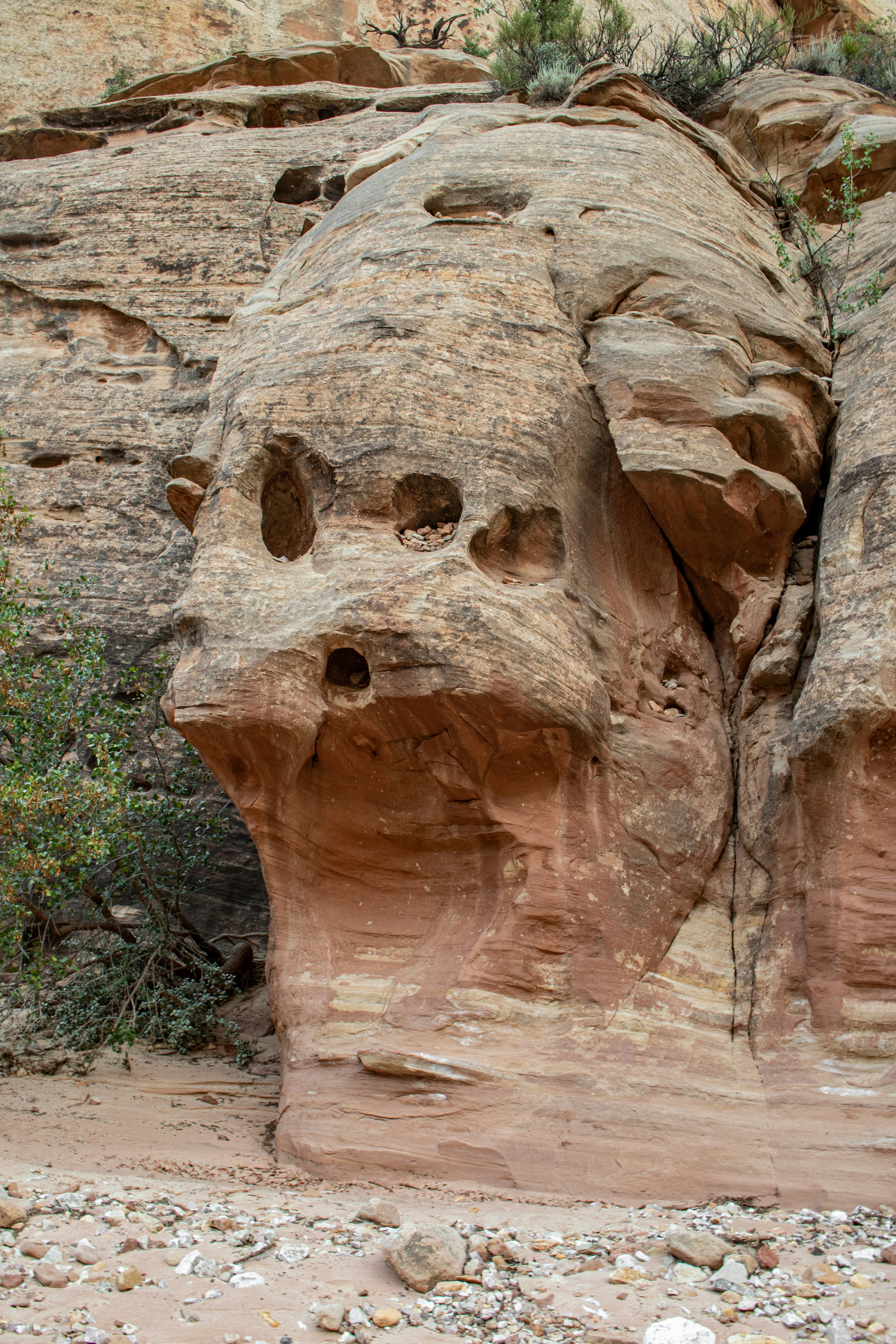 Grand Wash in Capitol Reef National Park is a scenic and dramatic canyon carved through towering cliffs of sandstone. Known for its narrow, winding passages and massive rock walls, Grand Wash offers hikers an immersive experience within Capitol Reef’s geological formations. The canyon walls are dotted with natural holes and alcoves, created by centuries of erosion, adding to its unique landscape. The trail follows the dry wash bed, leading visitors through narrows that showcase layers of sedimentary rock, revealing millions of years of geological history and tectonic activity.