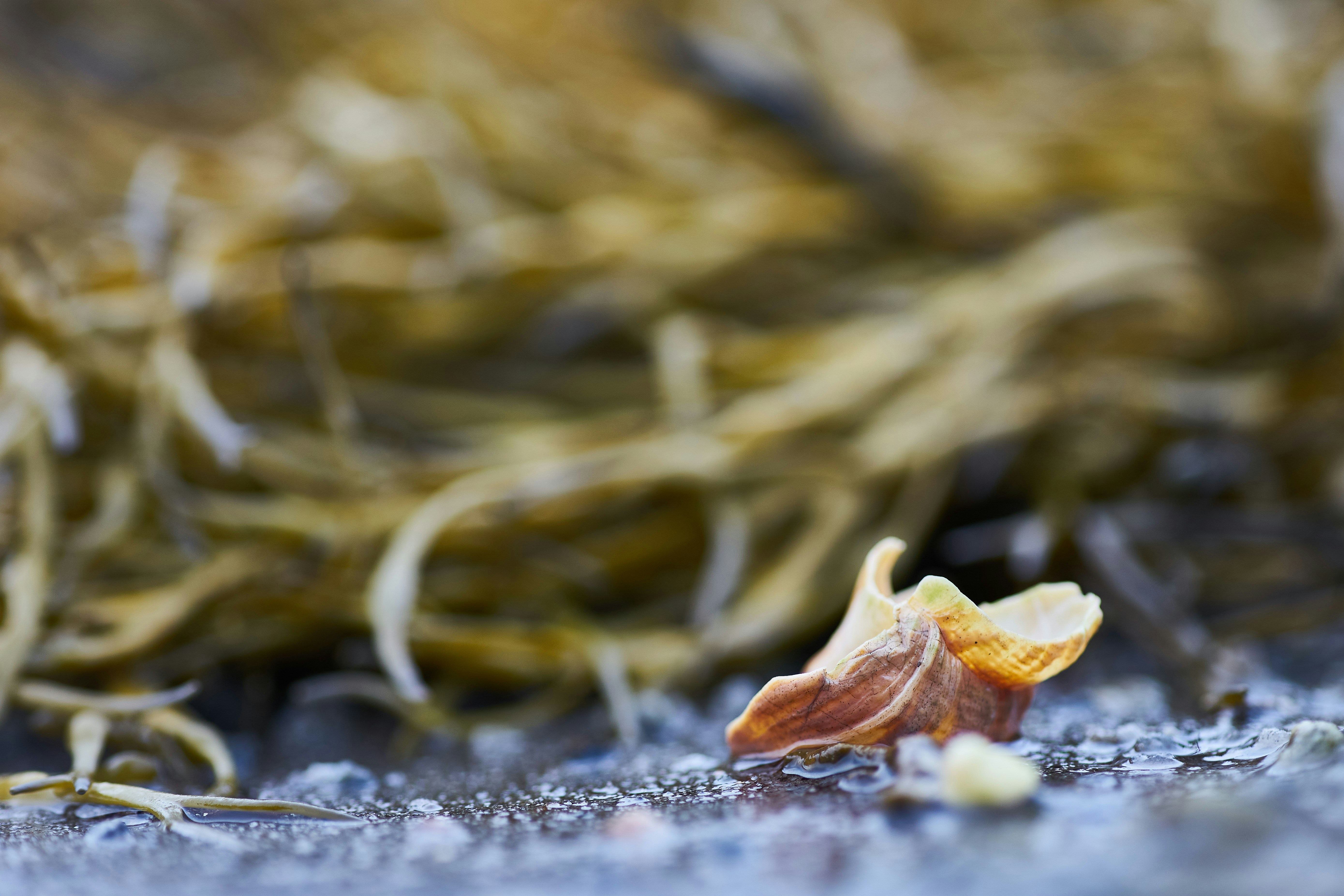 Amber Leaf on a Gravel Verge: A Quiet Study in Texture and Depth
