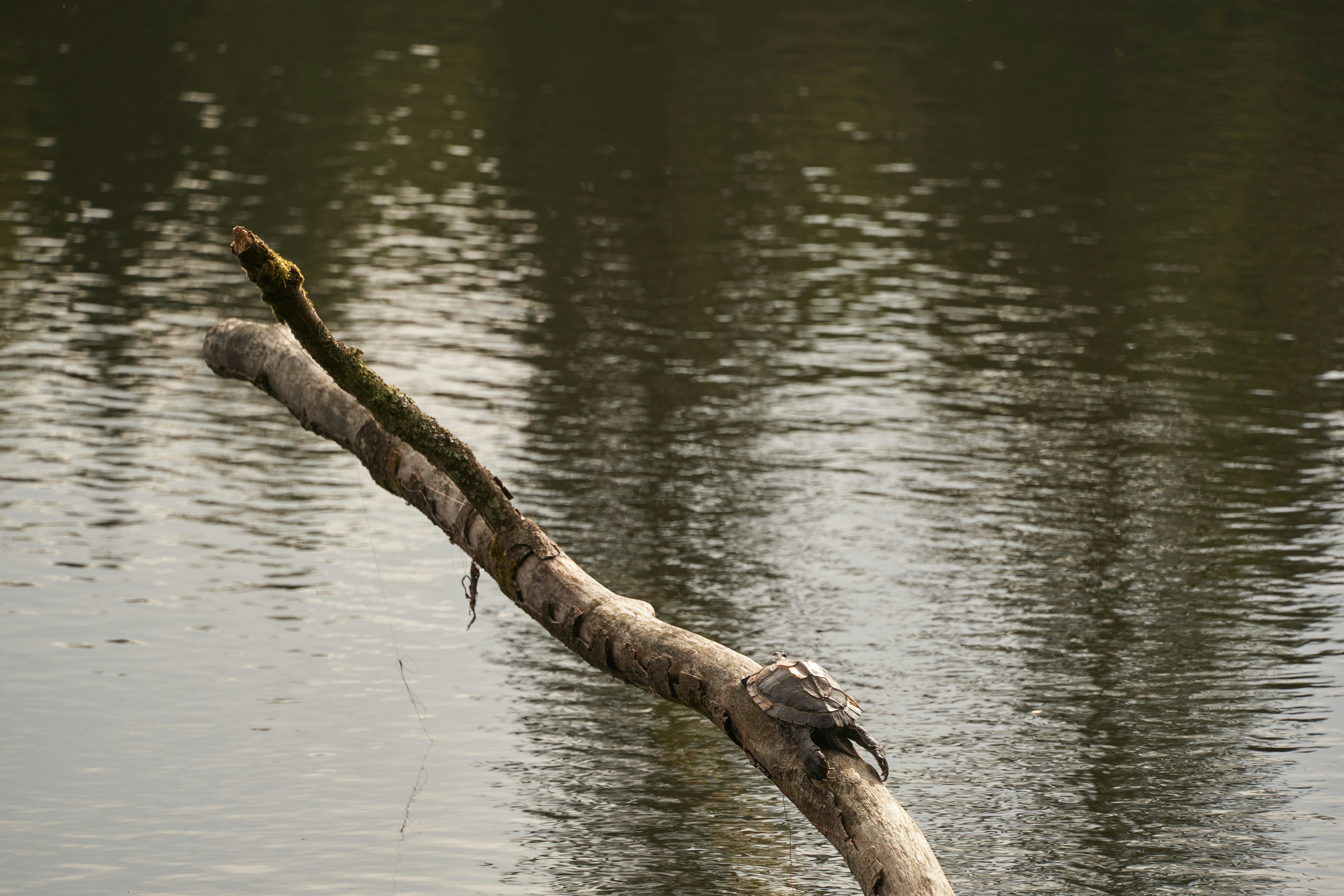 A tree branch sticking out of the water photo – Free Wood Image on Unsplash