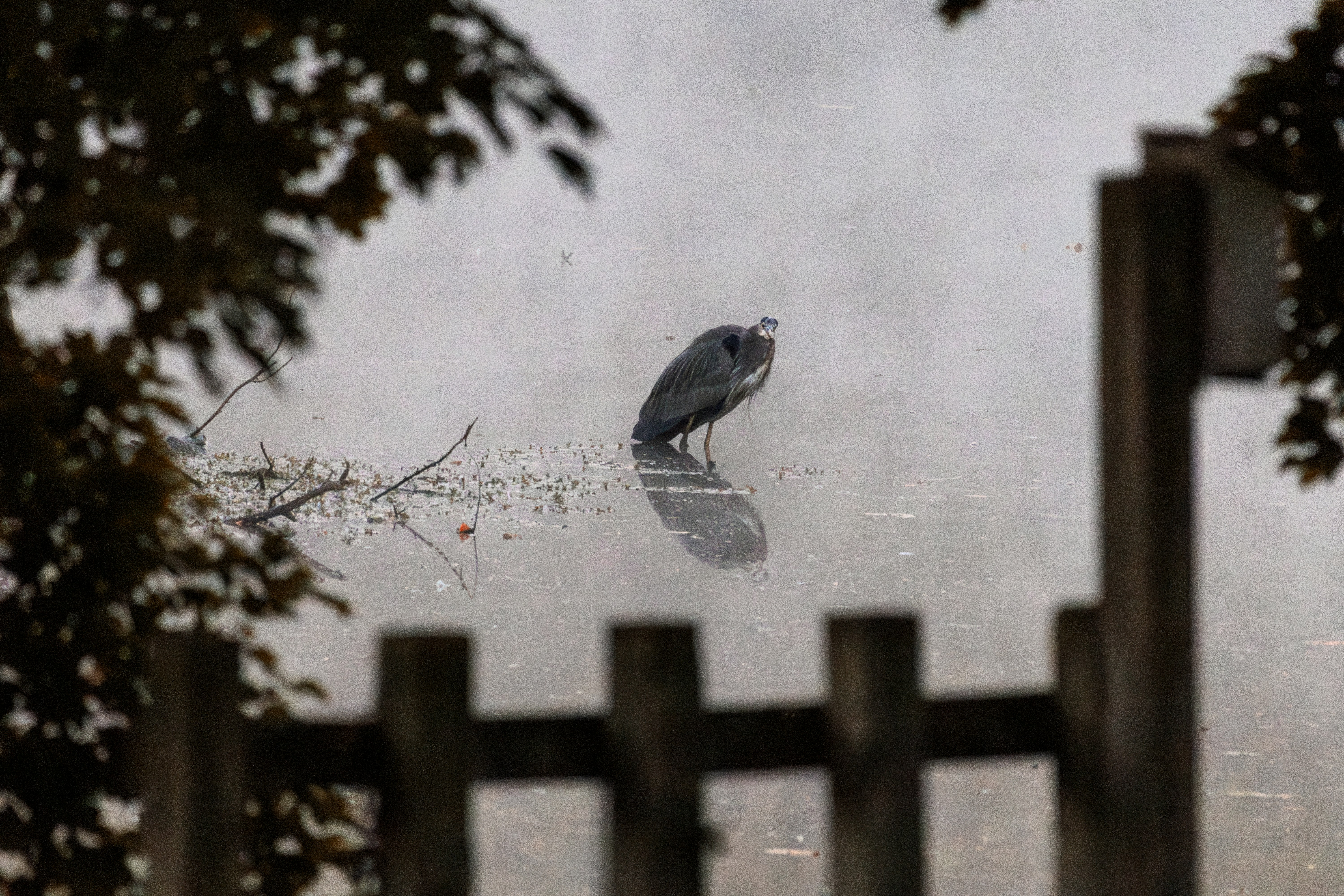 Mirrorbound Sentinel: solitary heron on a glassy pond framed by weathered rails