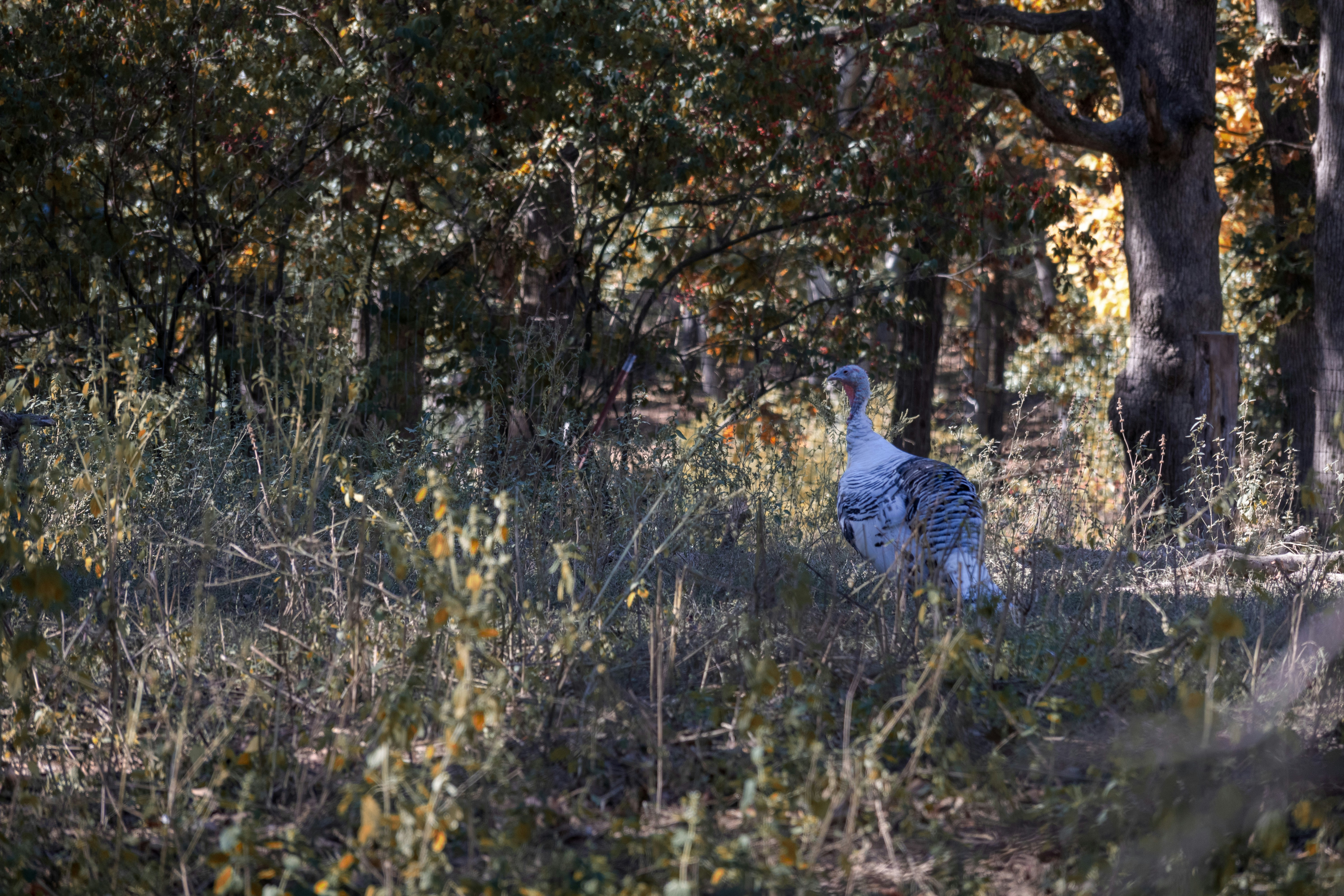 Striding Crane in Dappled Light