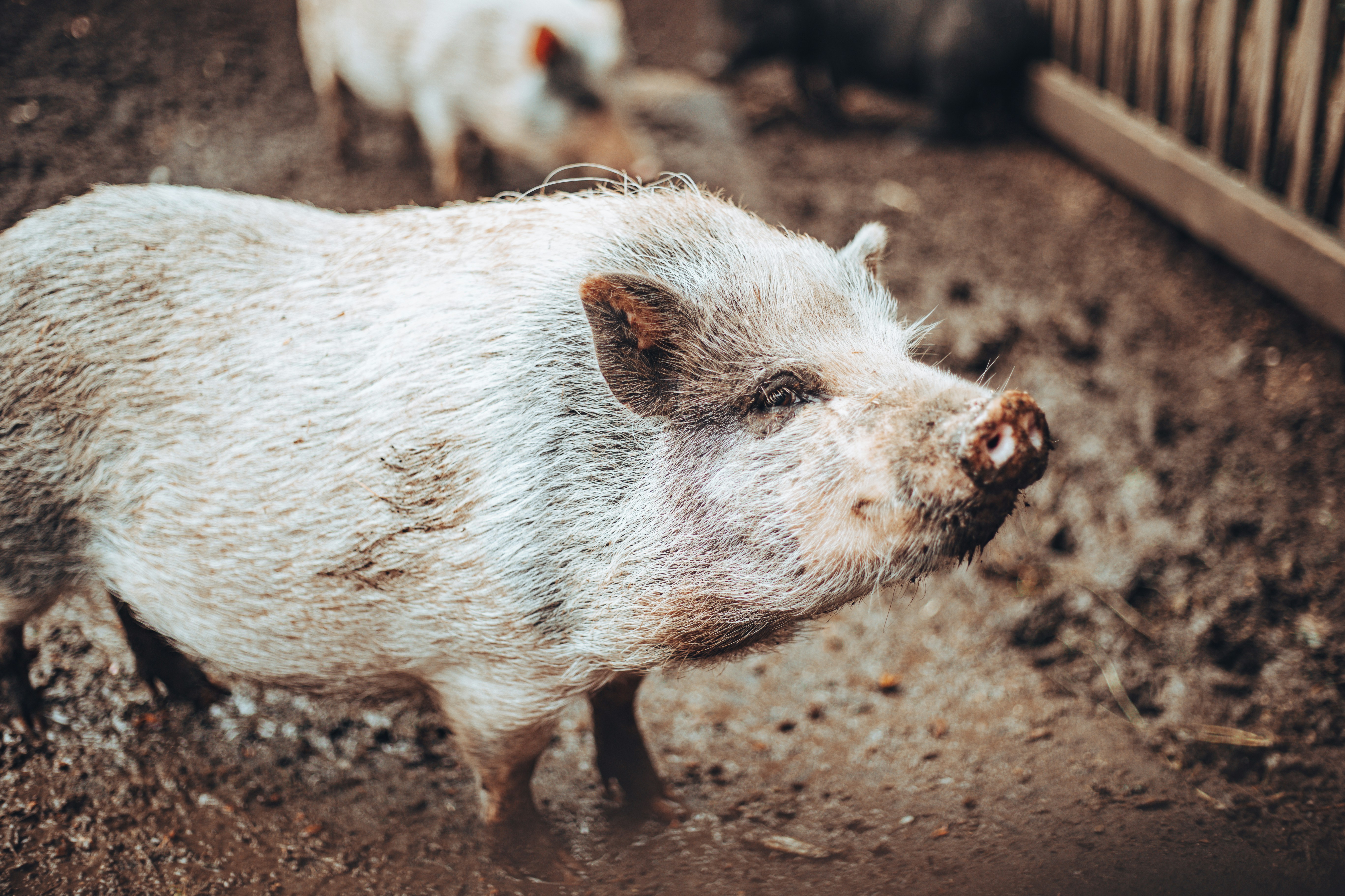 A pig that is standing in the dirt photo – Free Pig Image on Unsplash