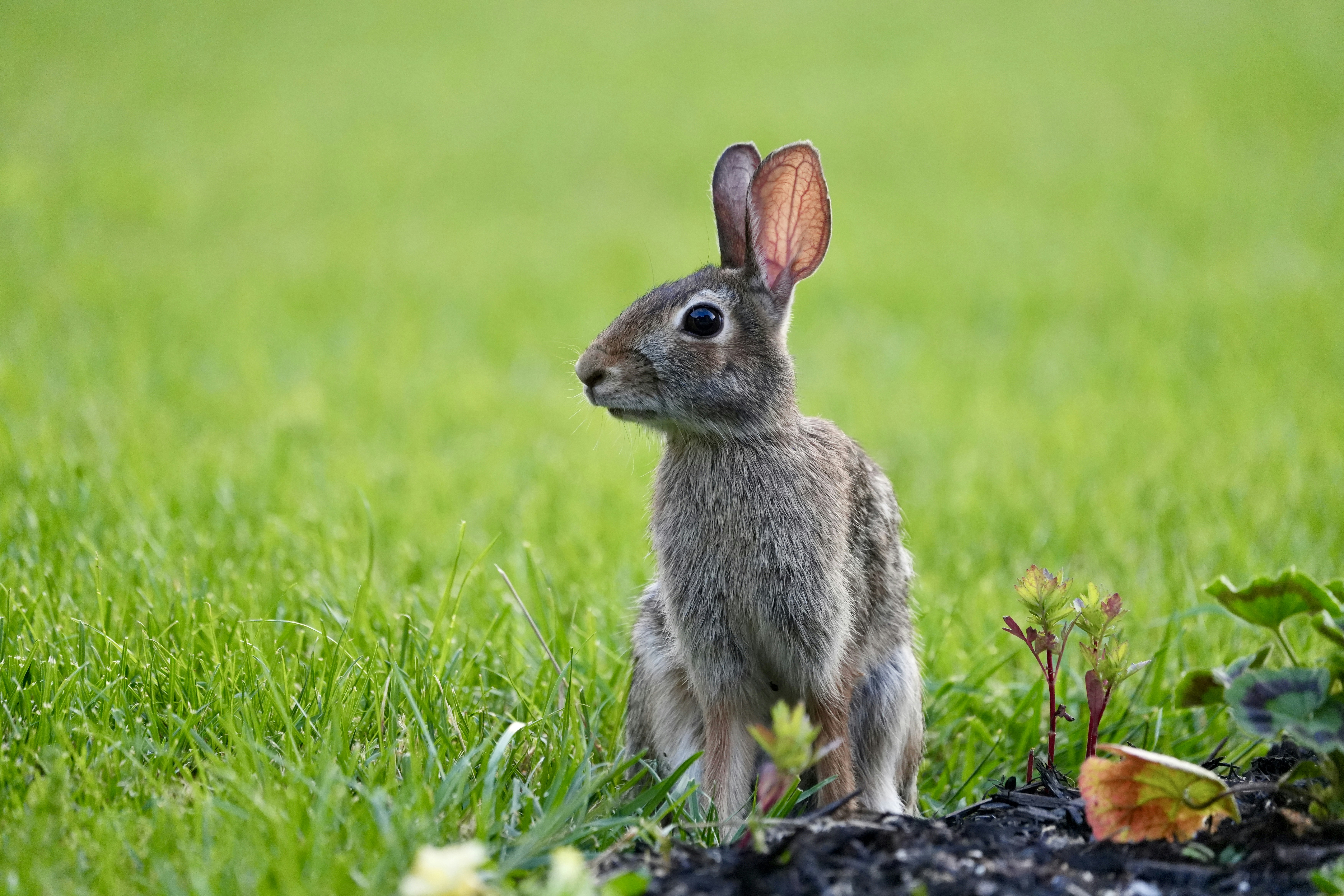 A small rabbit sitting on top of a lush green field photo – Free ...