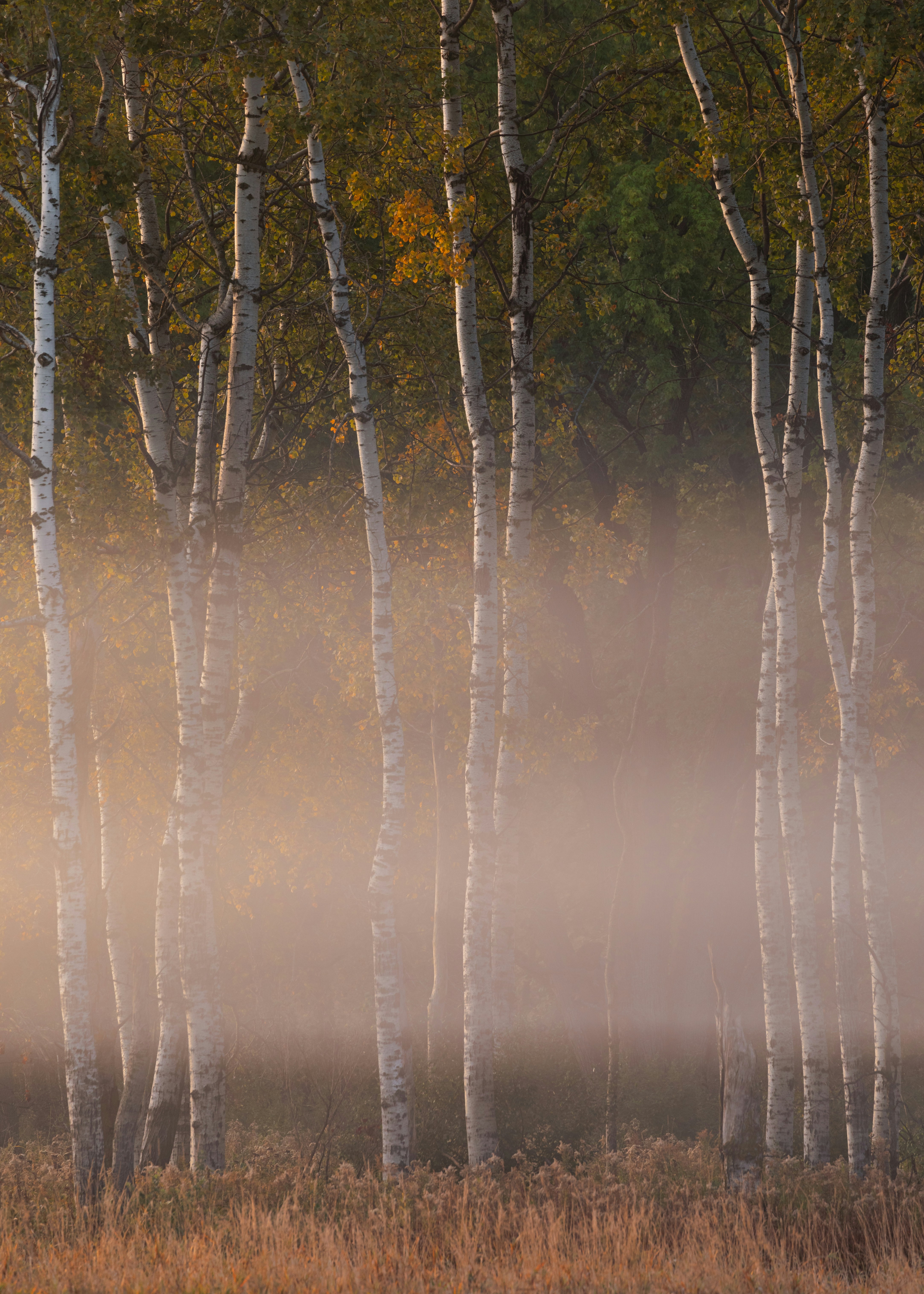 A forest filled with trees photo – Free Nature Image on Unsplash