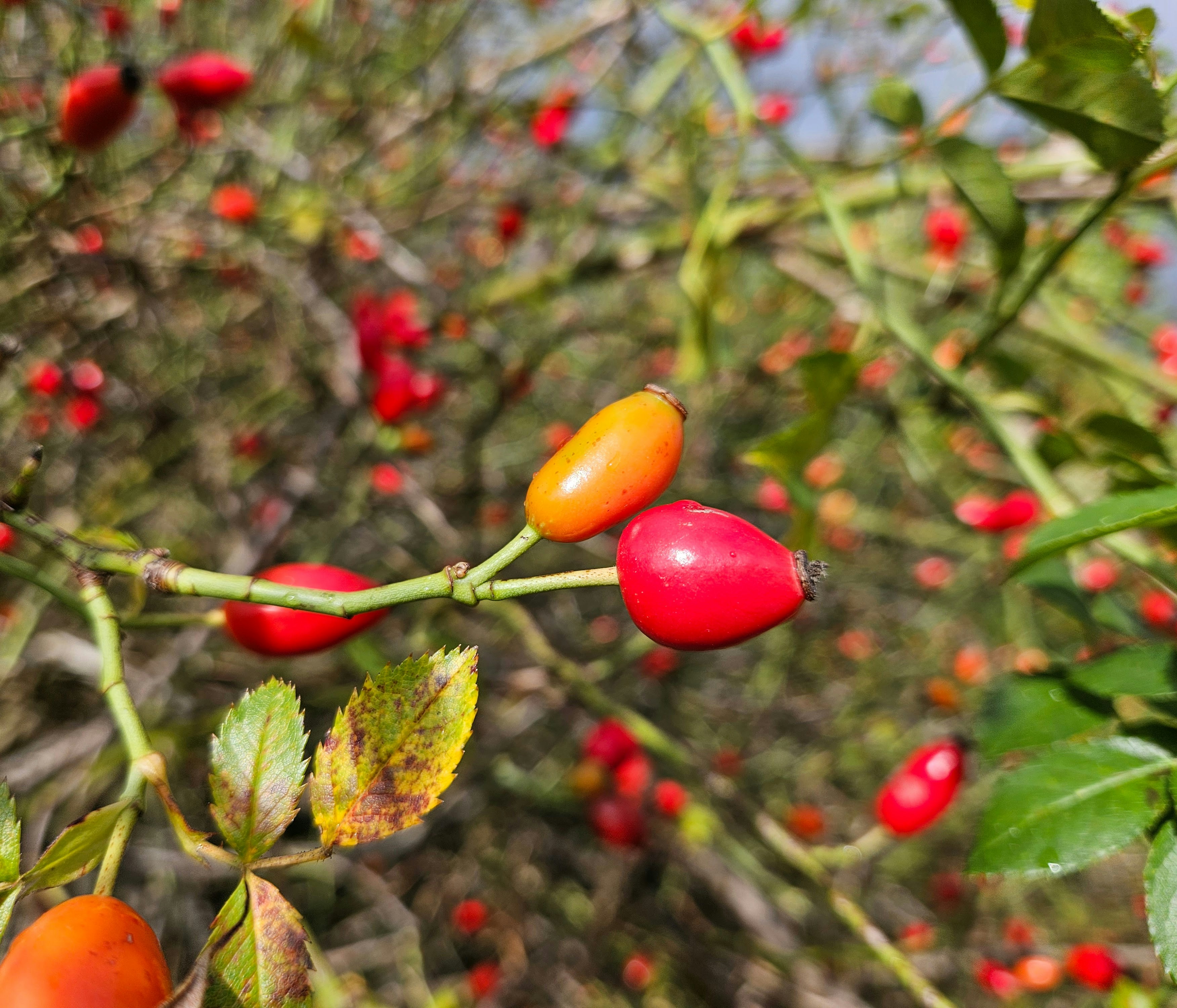 Un arbre rempli de beaucoup de baies rouges et jaunes photo – Image ...