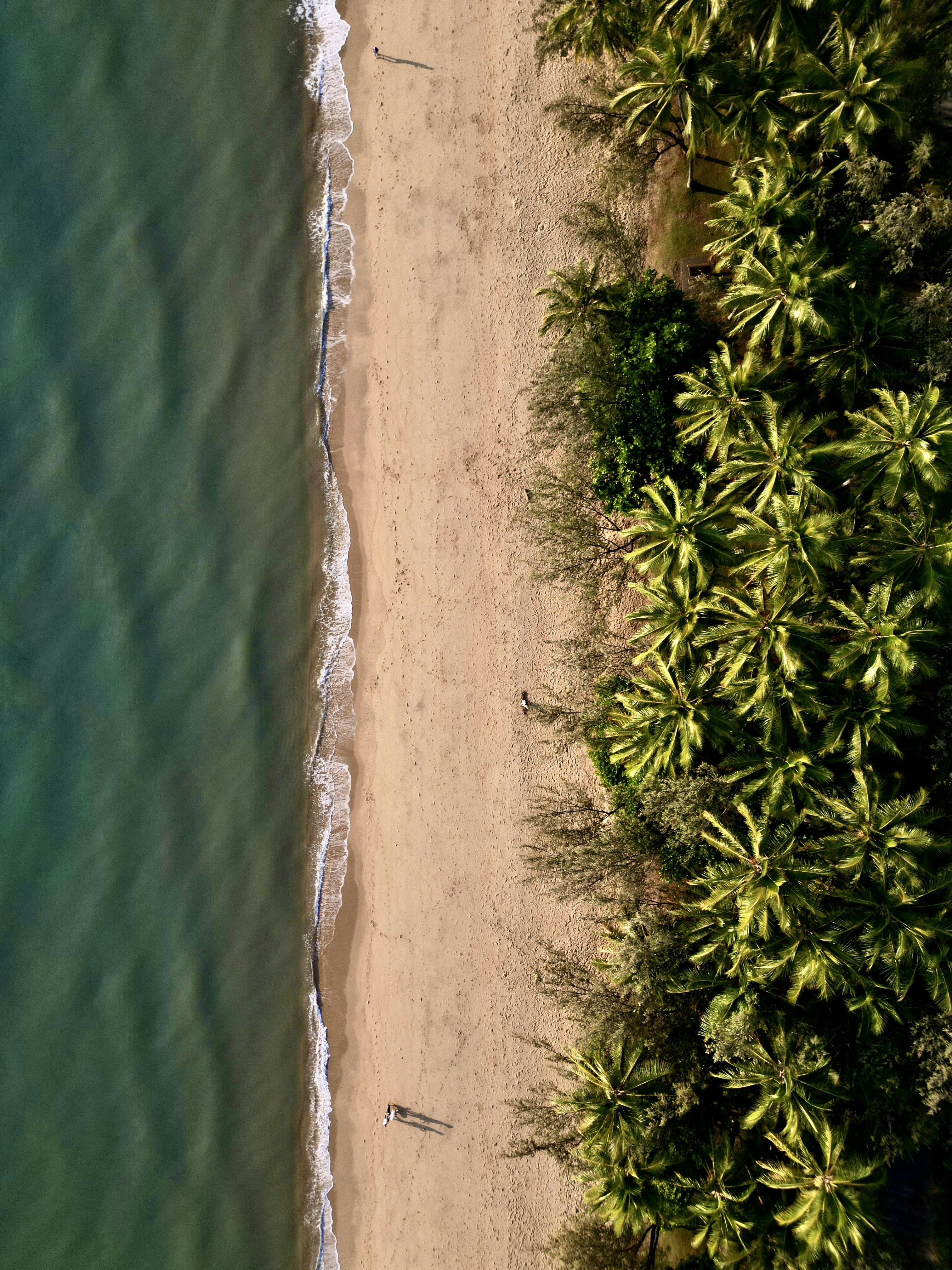 Palm-Lined Shoreline: Turquoise Sea Meeting a Quiet Tropical Beach