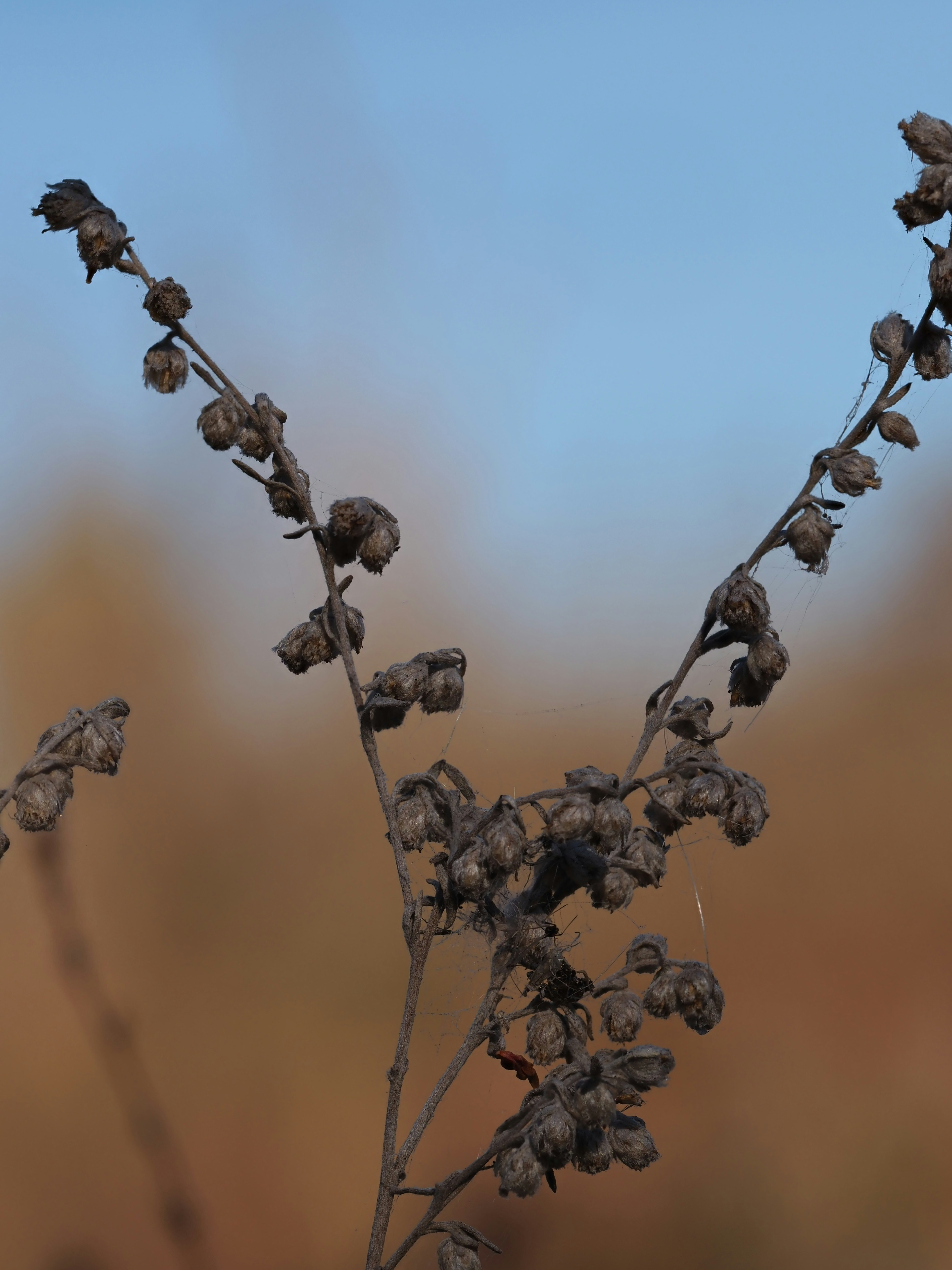 Withered seed heads reach toward a crisp blue autumn sky