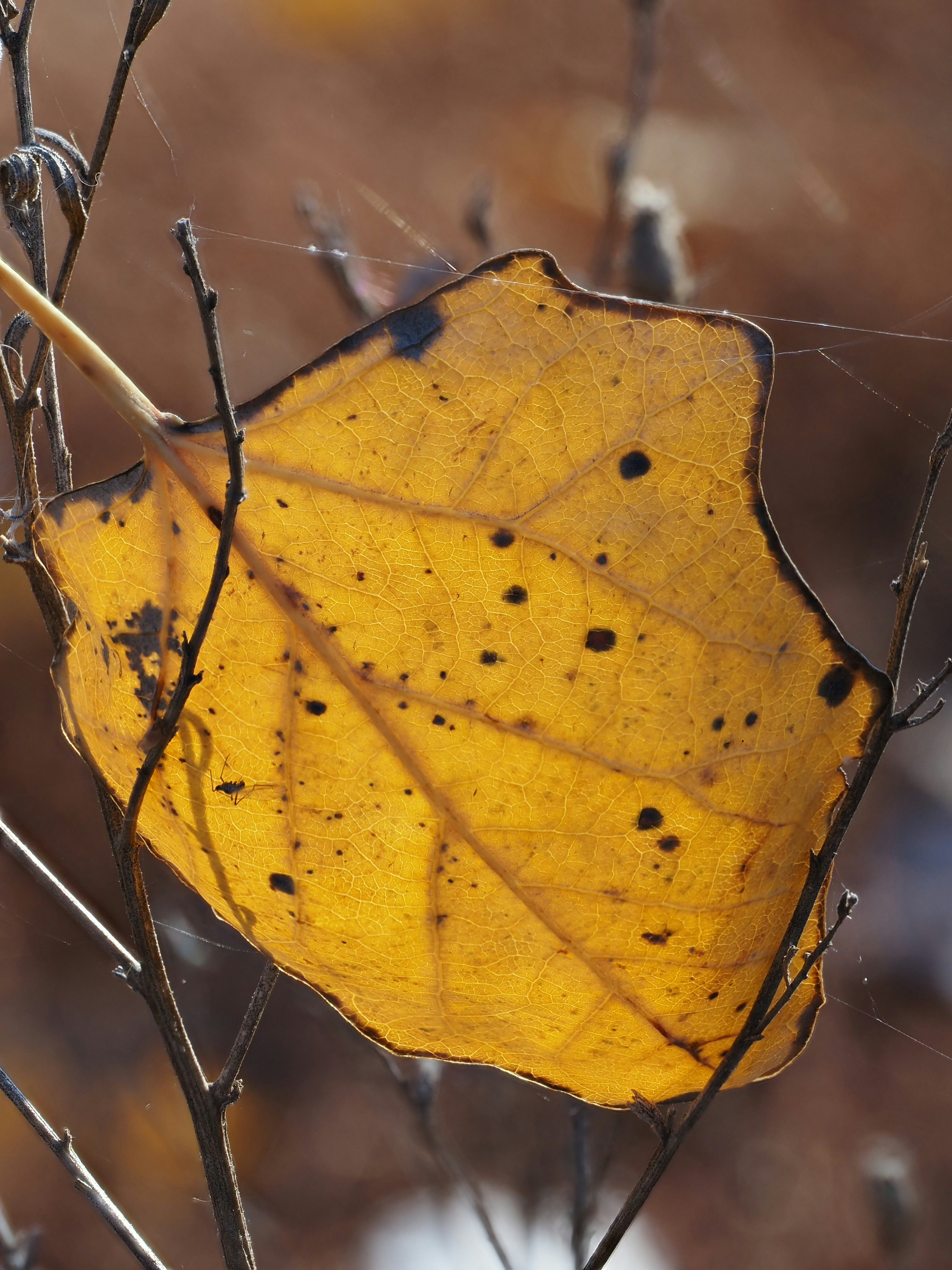Amber Vein in a Web of Fall Light