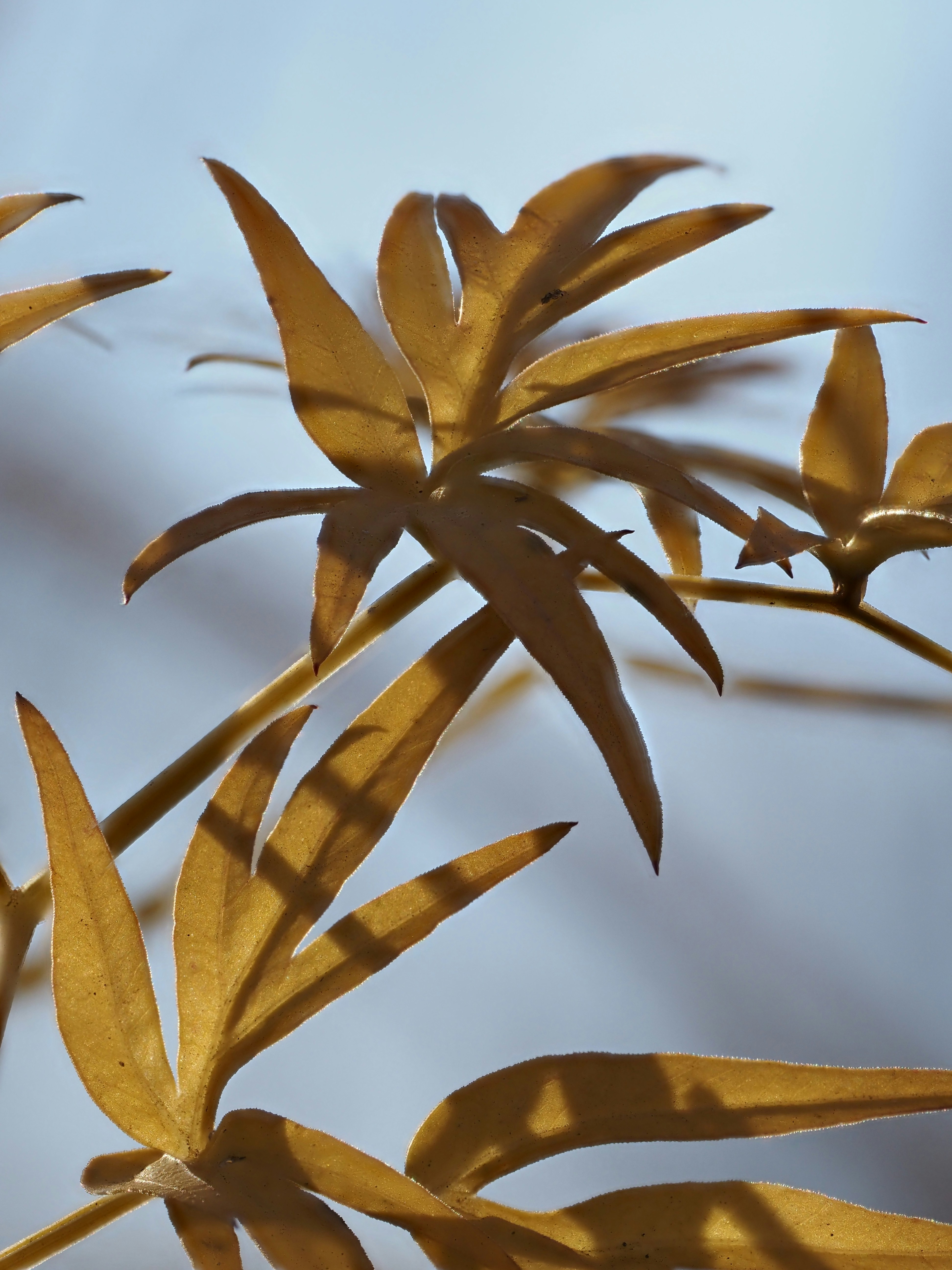 Golden Foliage Macro: Leaves in Sunlit Detail Against a Cerulean Sky