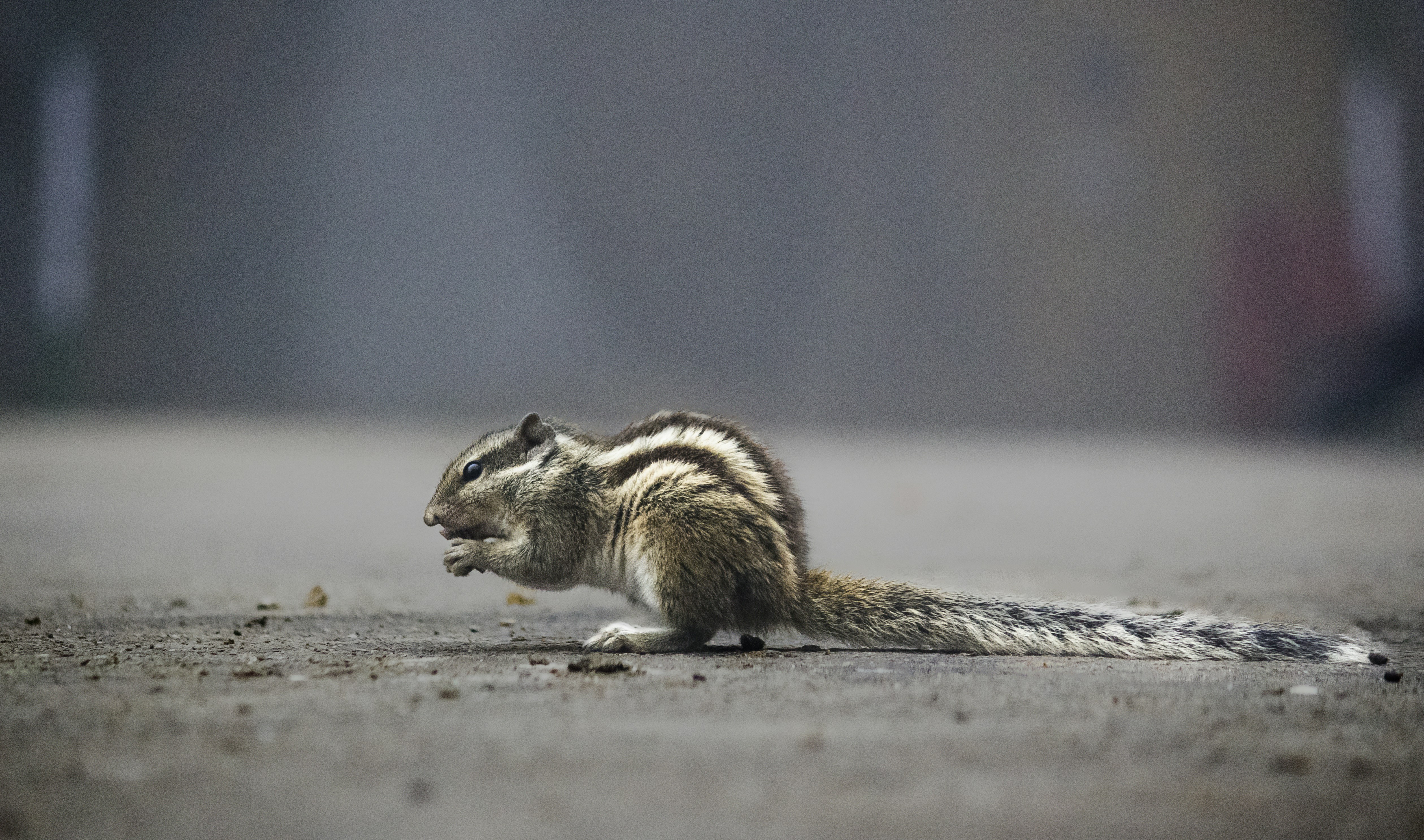Urban Scurry: A Chipmunk's Roadside Pause