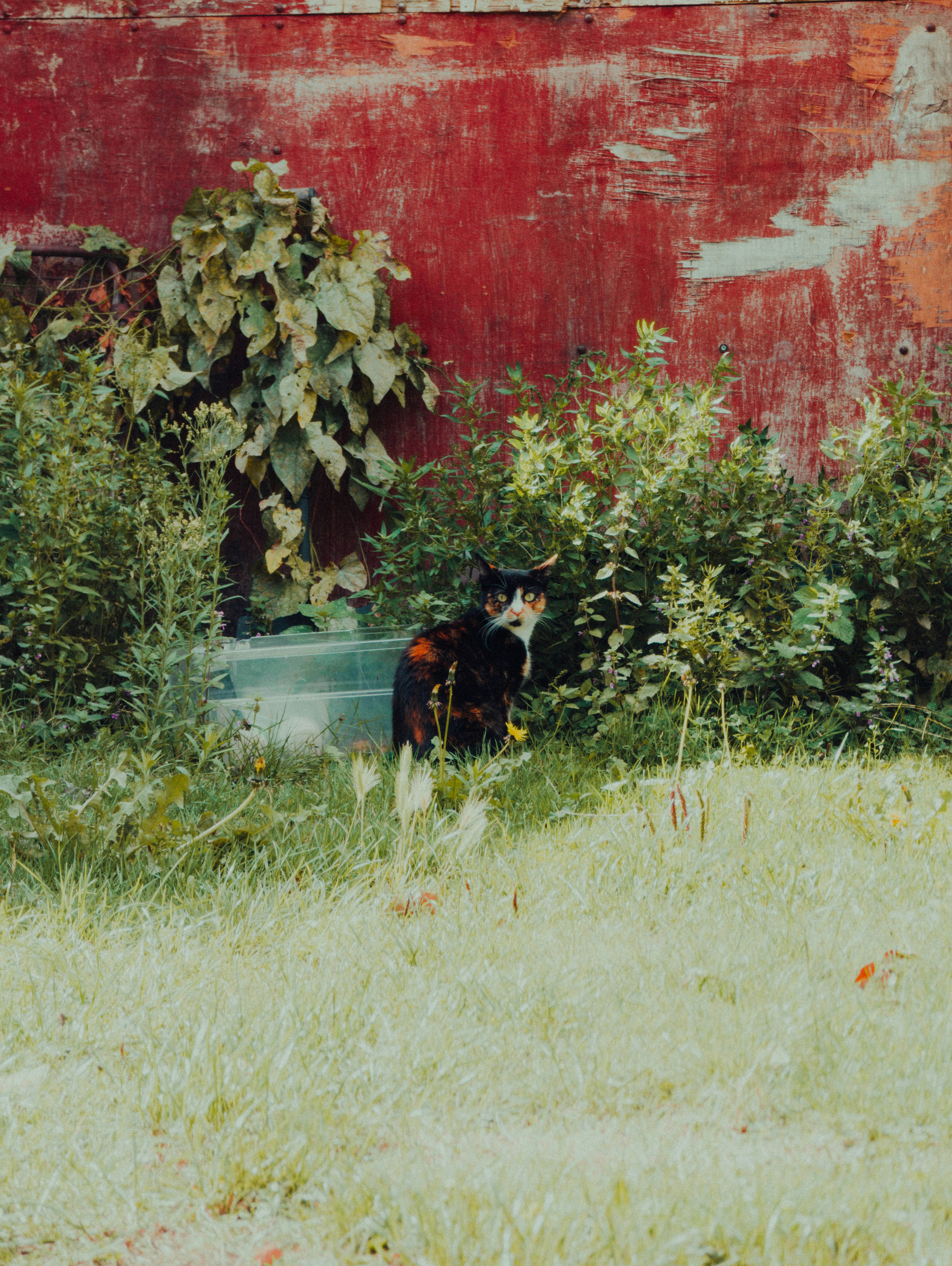 Calico Sentinel by a Weathered Red Wall