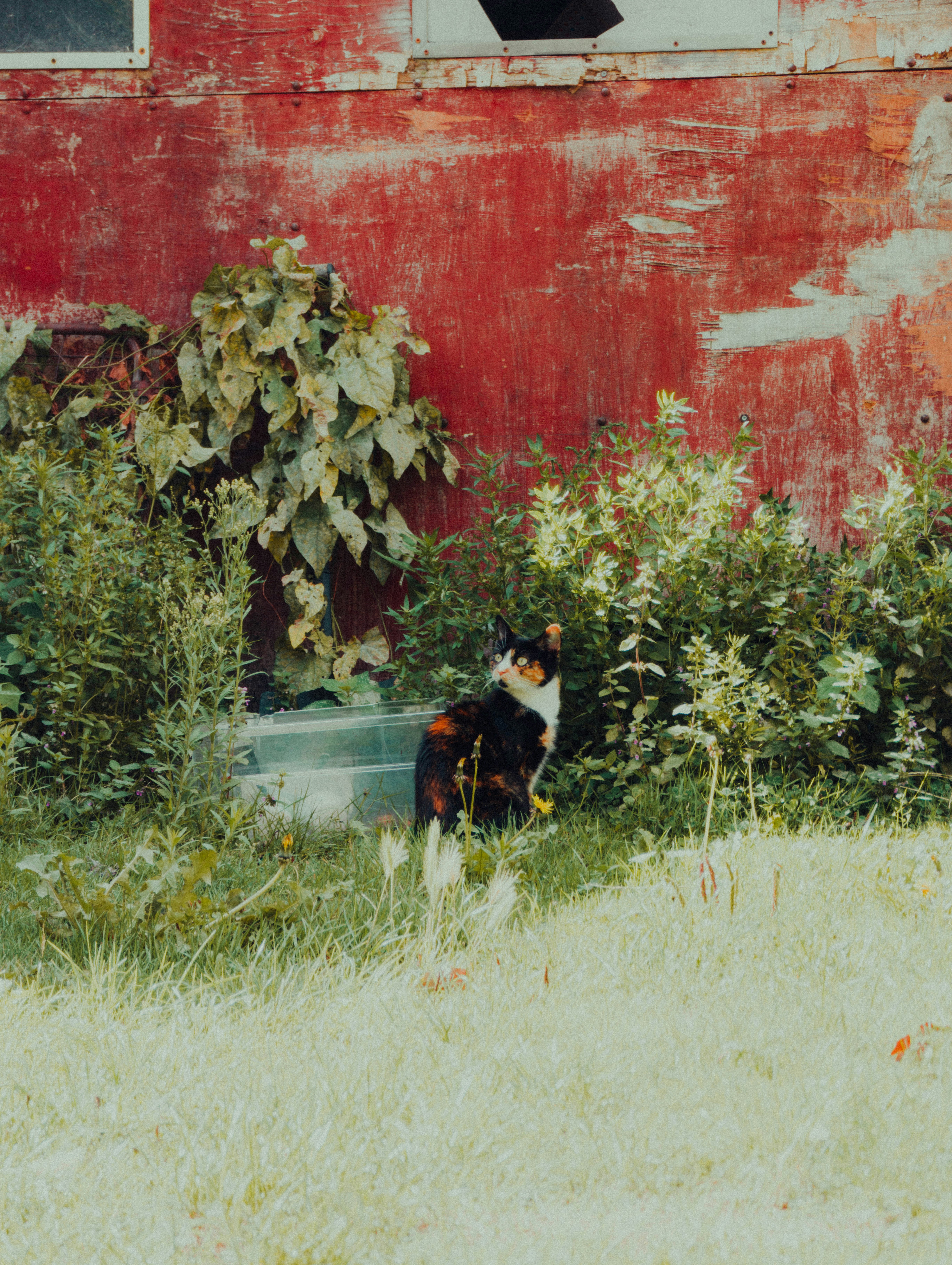 Calico cat sits among overgrown greenery beside a weathered red wall, bathed in warm sunlight.