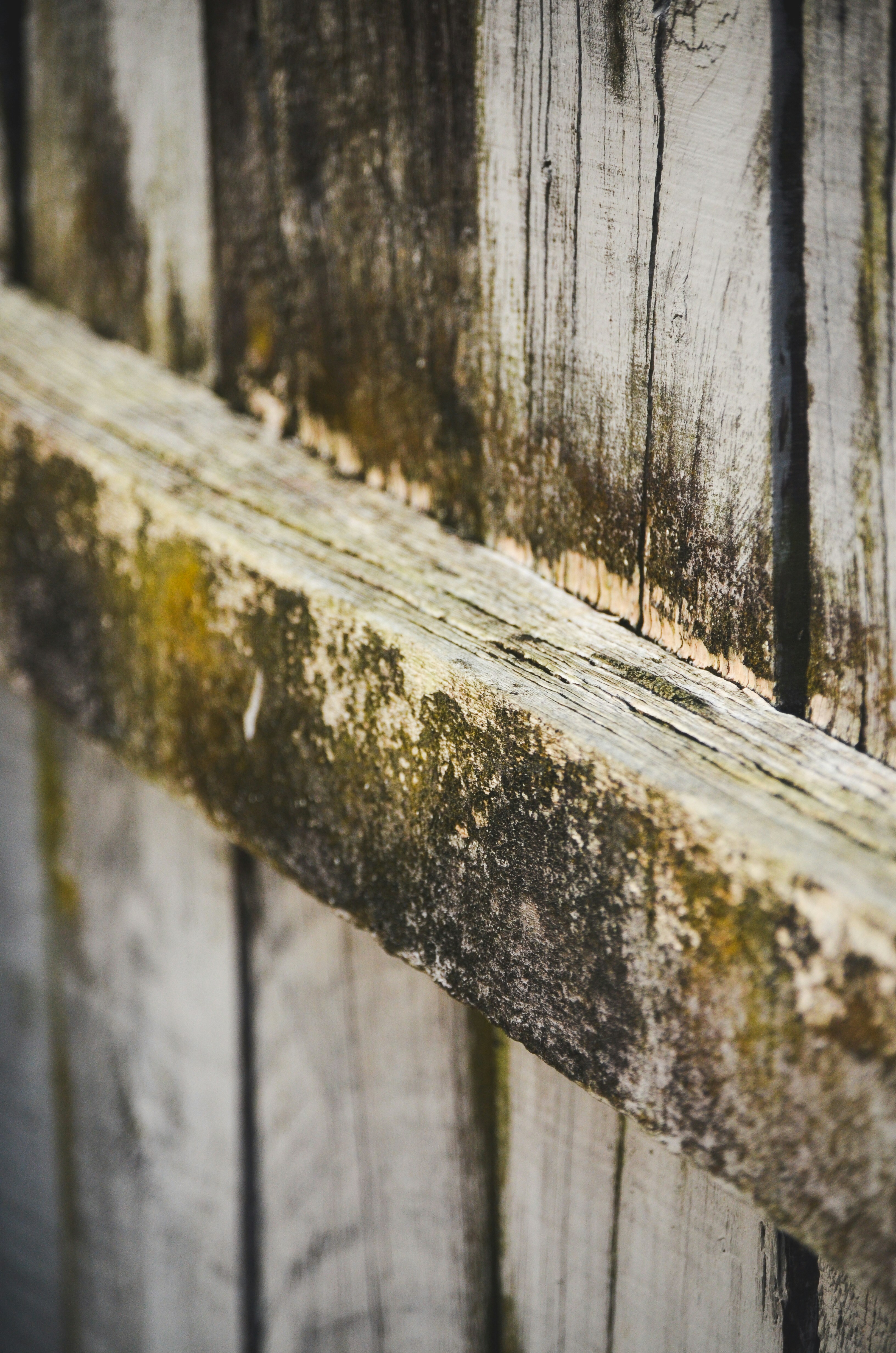A close up of a wooden door with moss growing on it photo – Free Moss ...