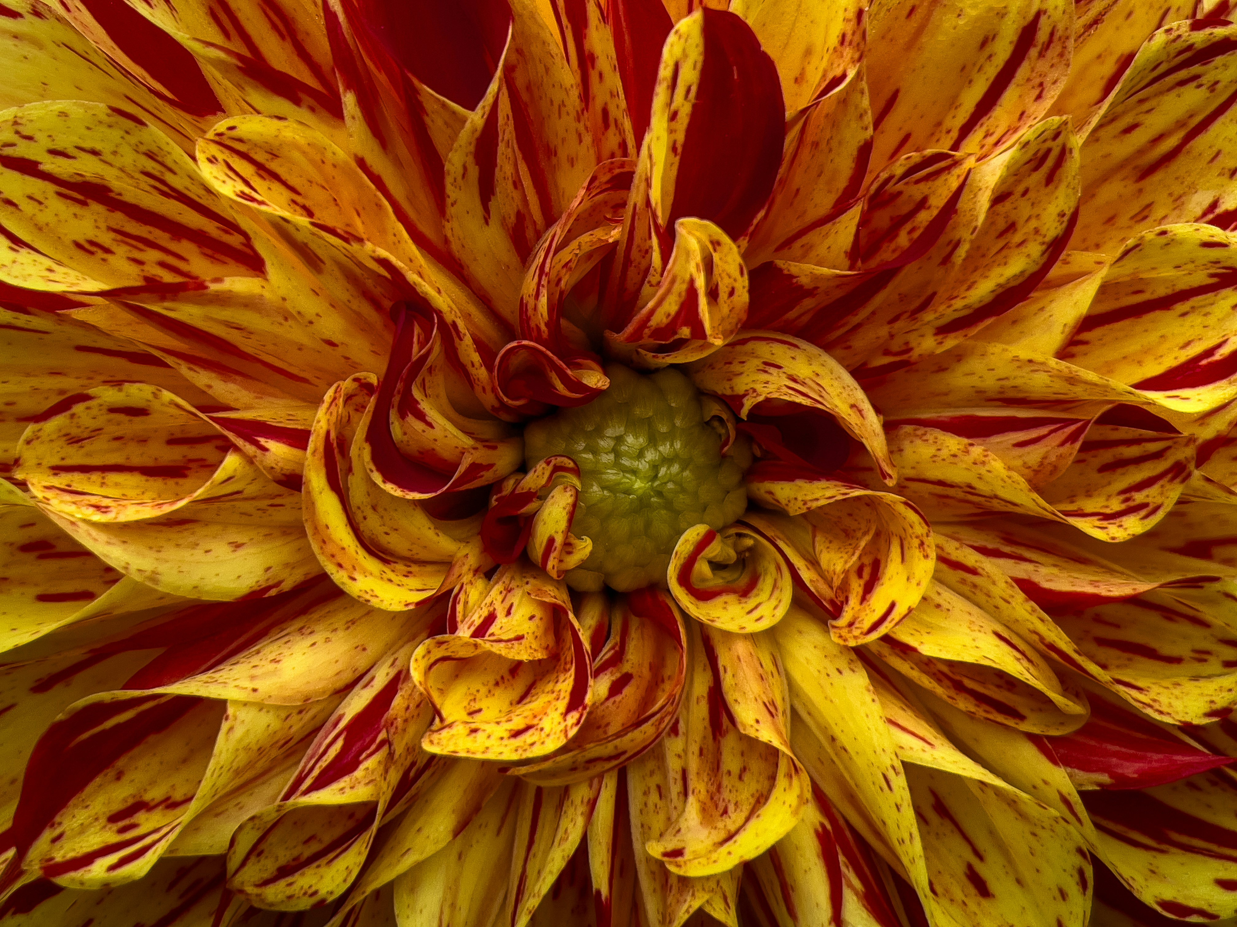 Ember Spiral Chrysanthemum: A Close-Up of Fire-Striped Petals