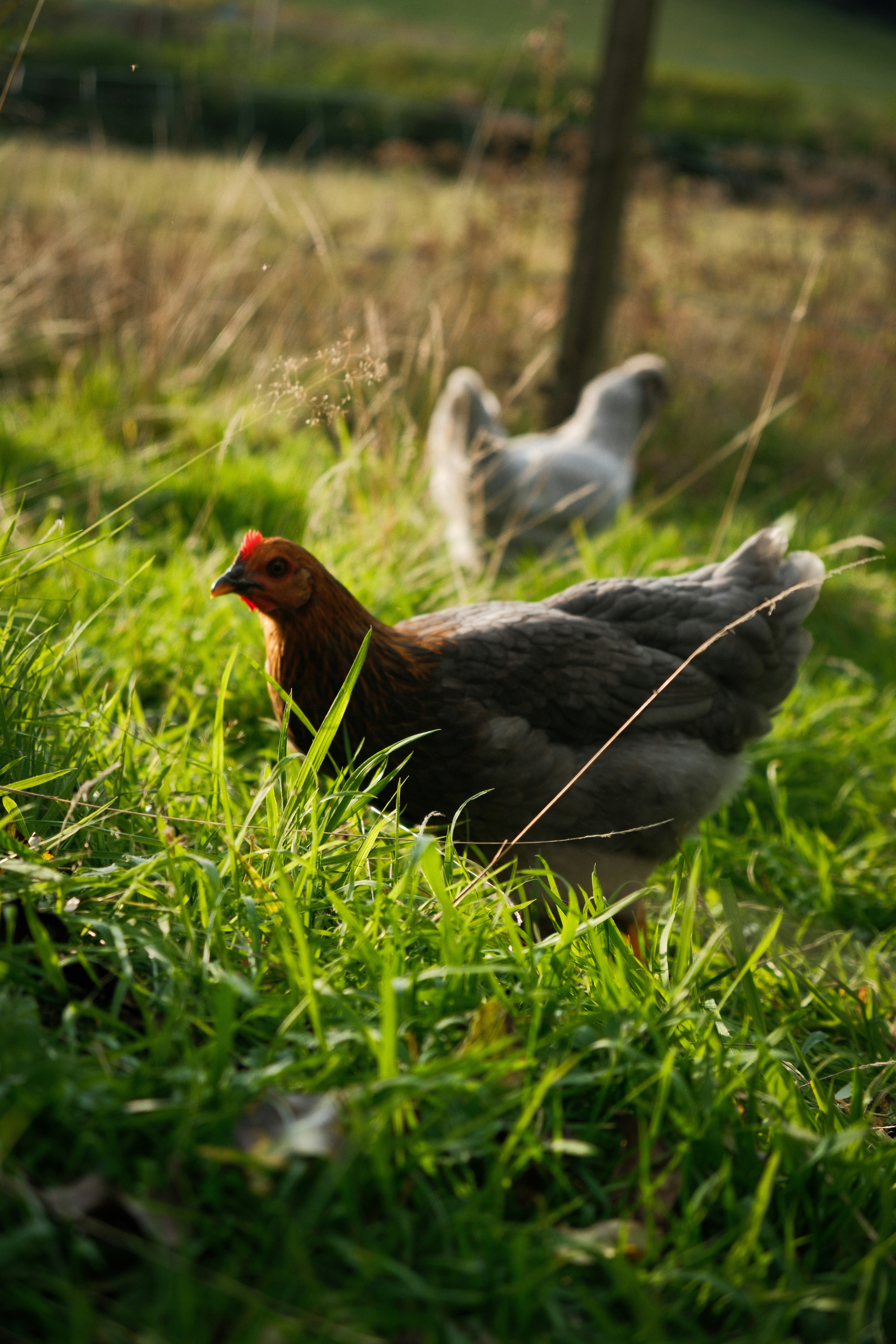 A couple of chickens standing on top of a lush green field photo – Free ...