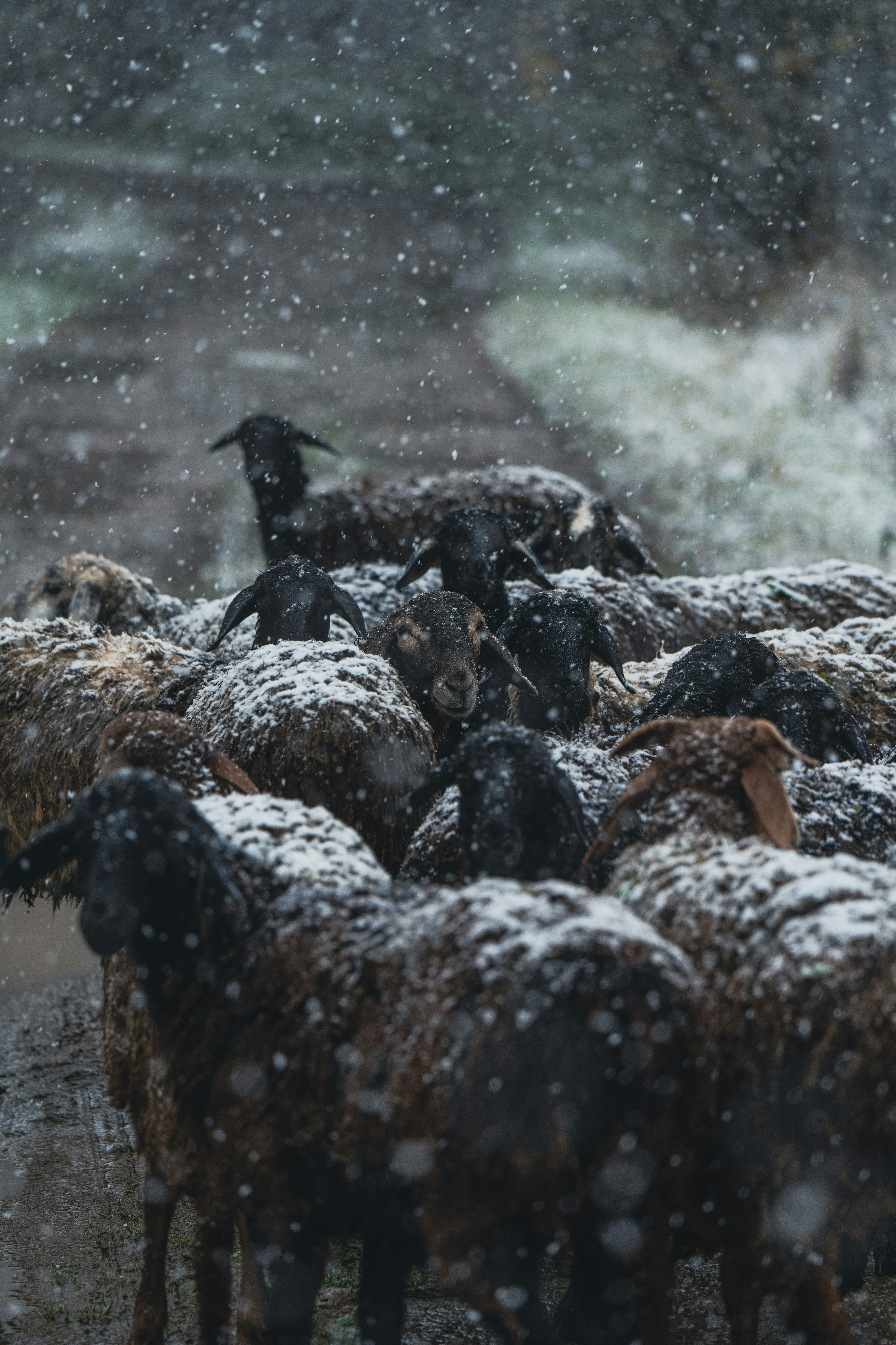 Snow-Laced Flock on a Narrow Farm Road