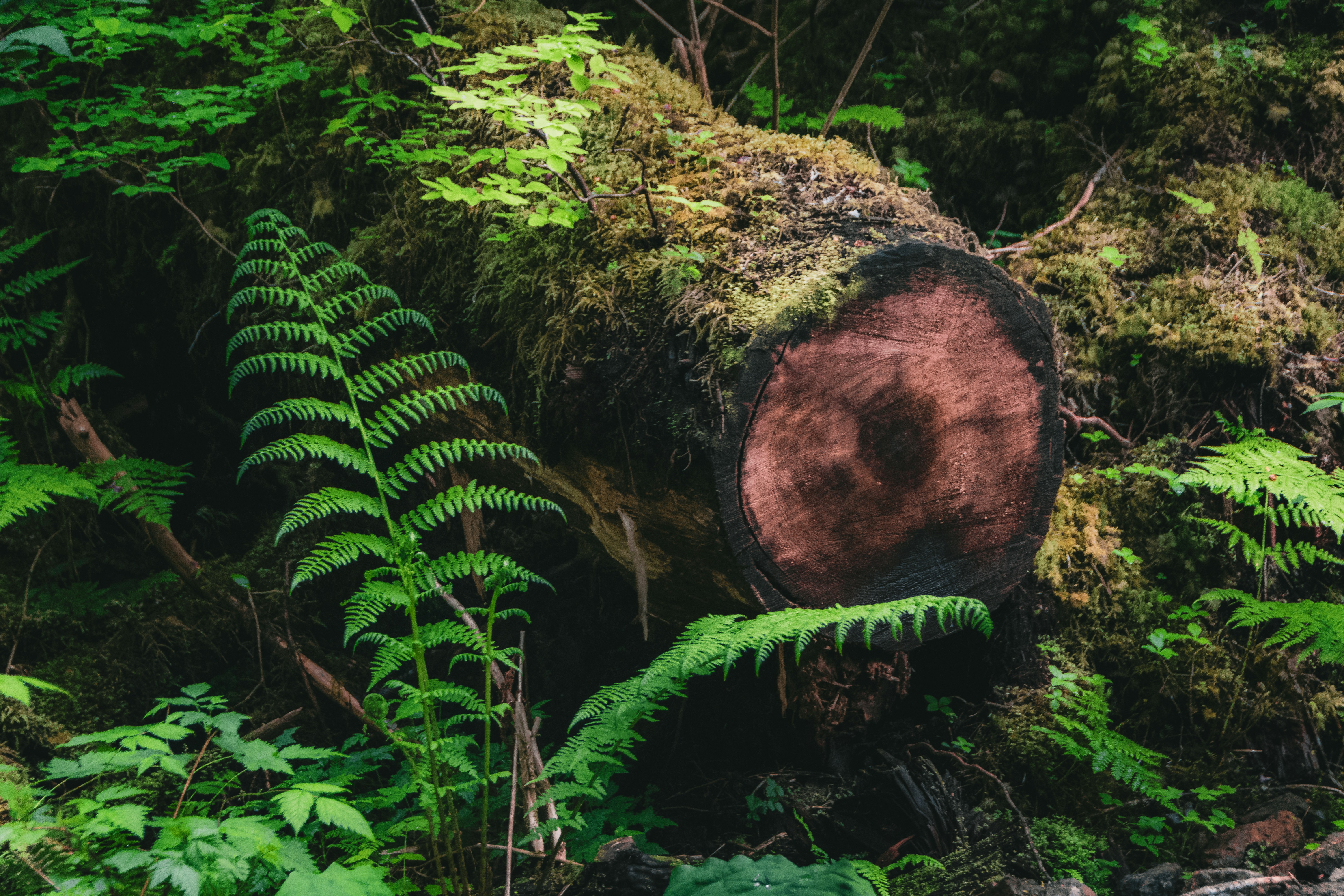 A large tree stump in the middle of a forest photo – Free Land Image on ...