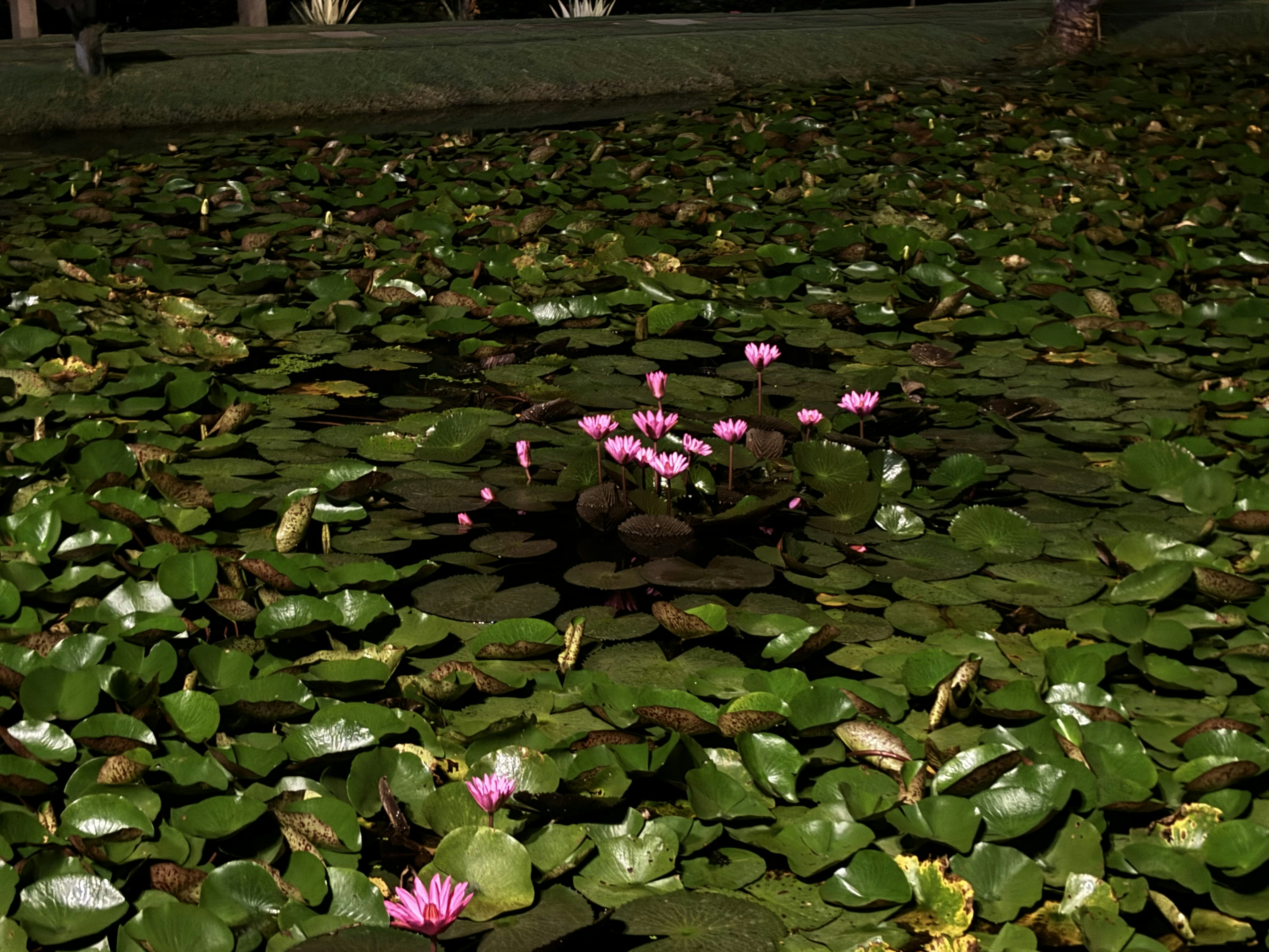 Midnight Bloom Among Moonlit Lily Pads