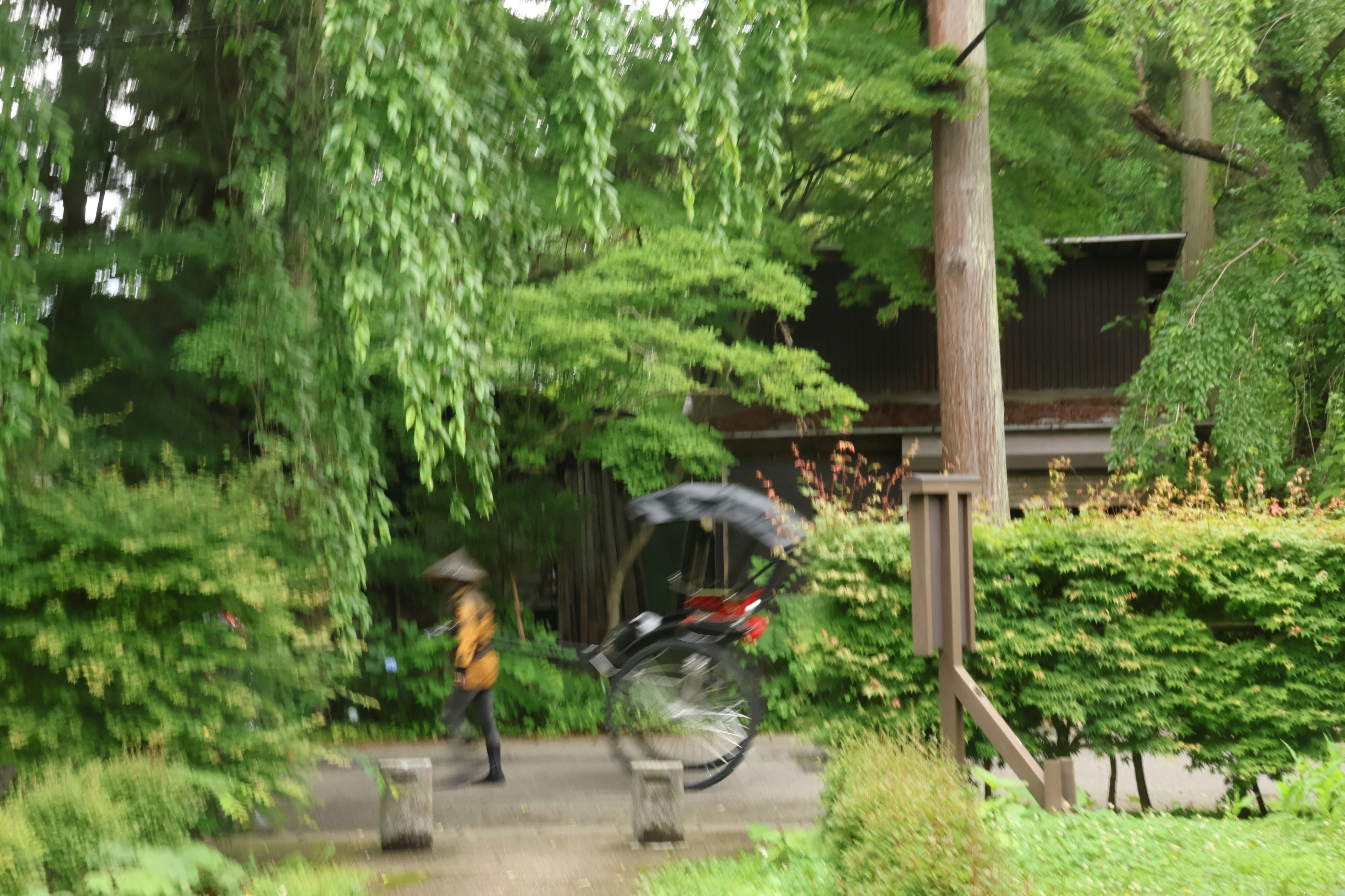 Person with an umbrella walking on a path surrounded by lush greenery and trees.