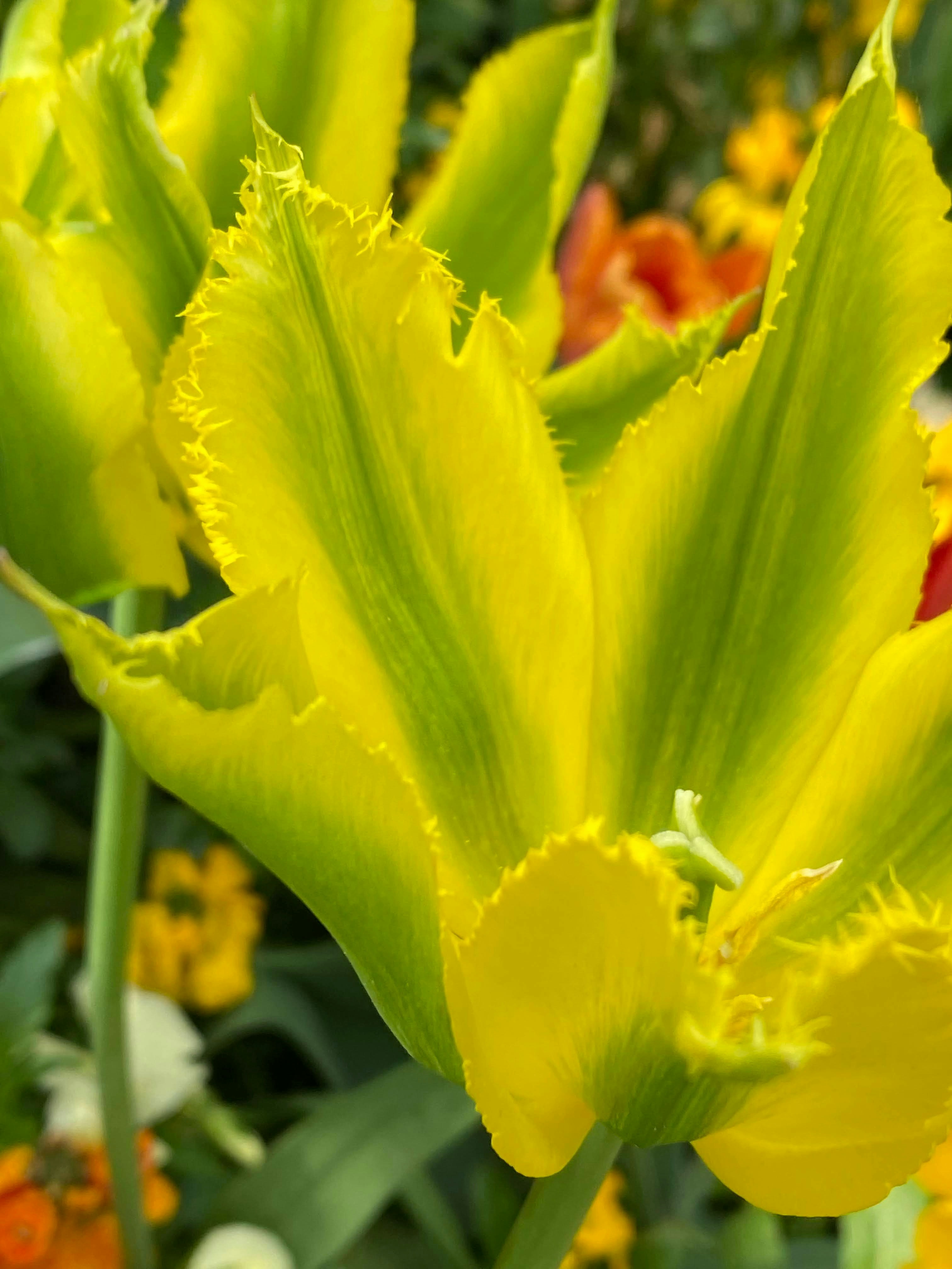 Sun-kissed Fringed Tulip: a close-up study of vivid yellow petals