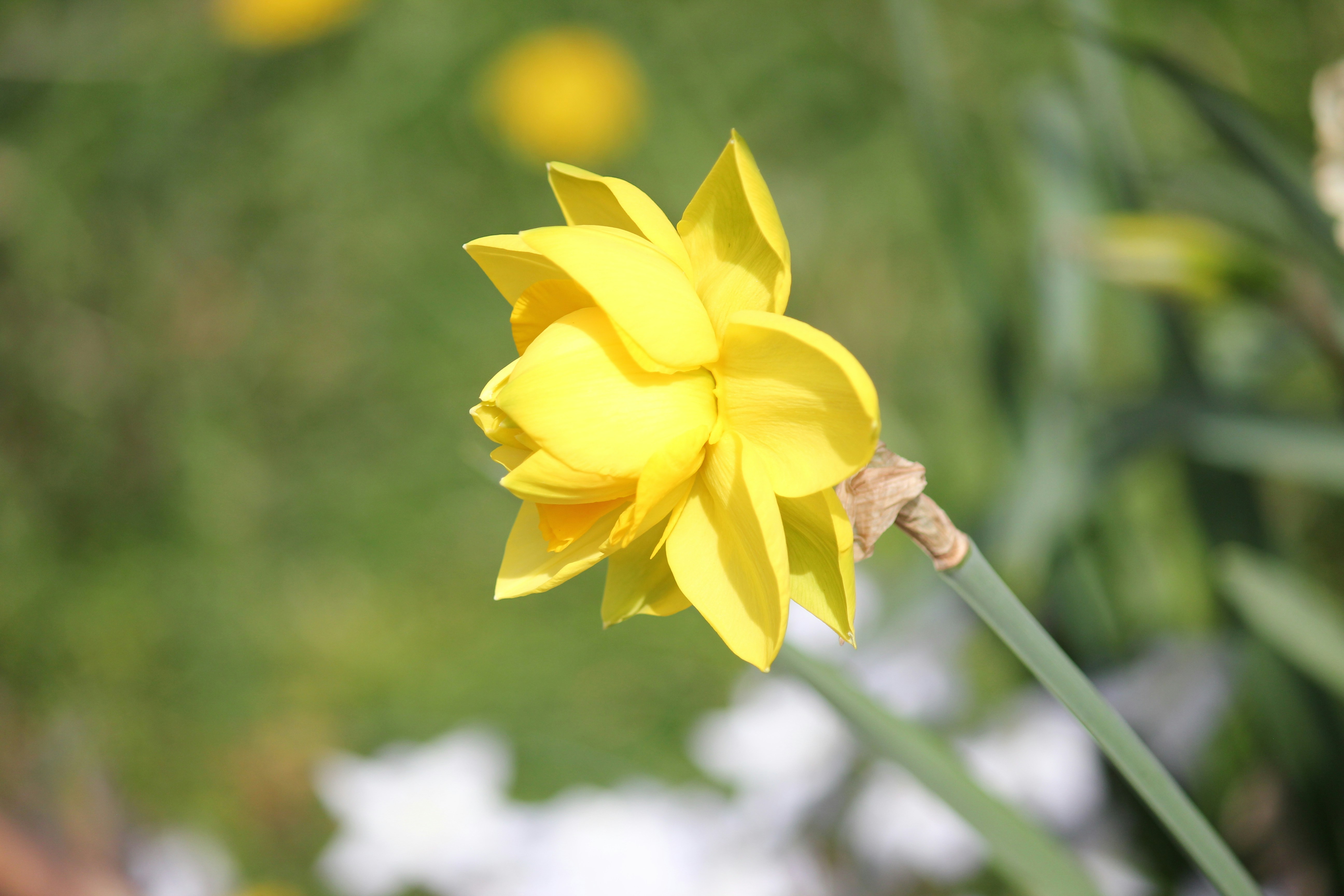 Solitary Daffodil in Velvet Bokeh