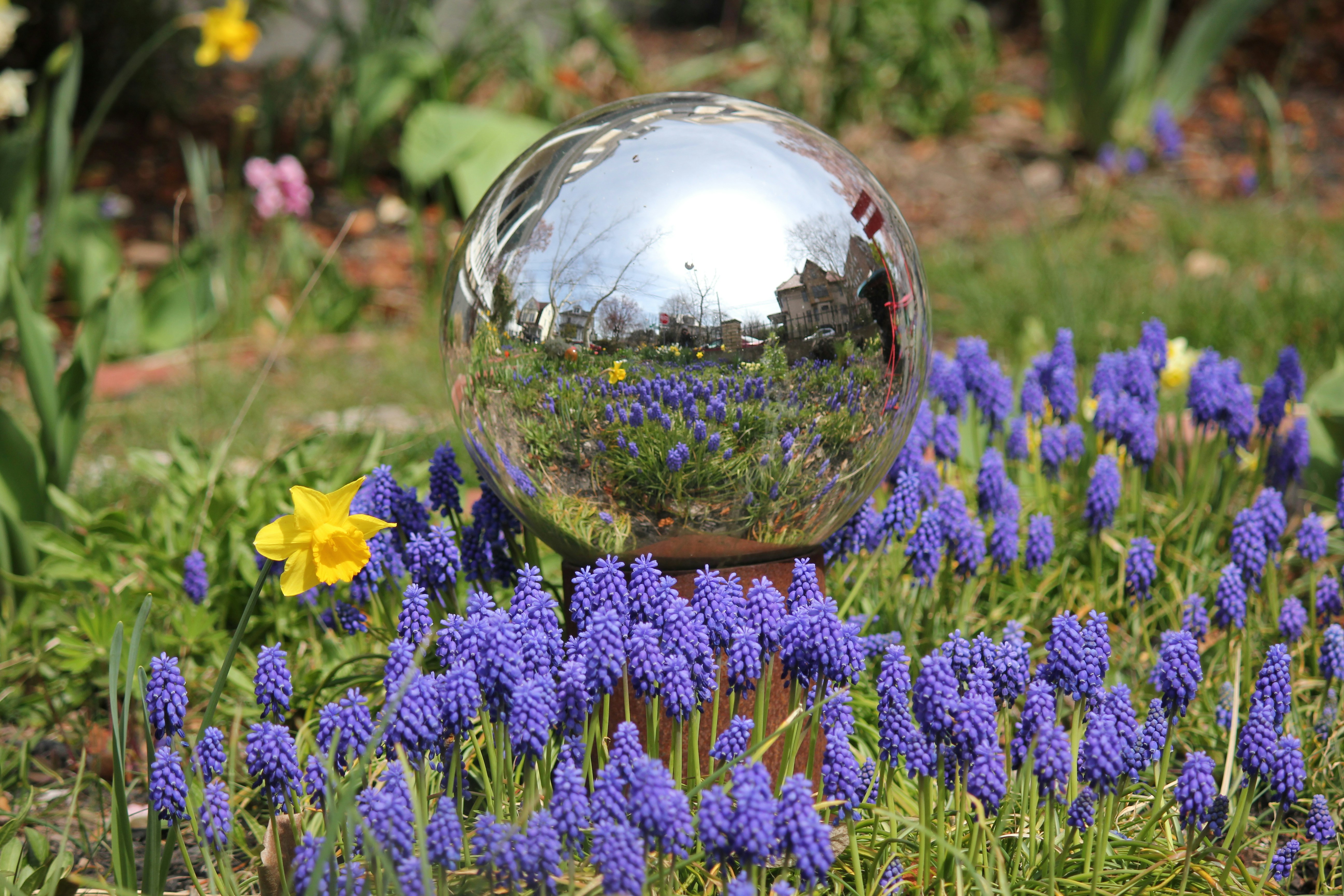 Mirror in the Meadow: A gleaming orb among purple grape hyacinths