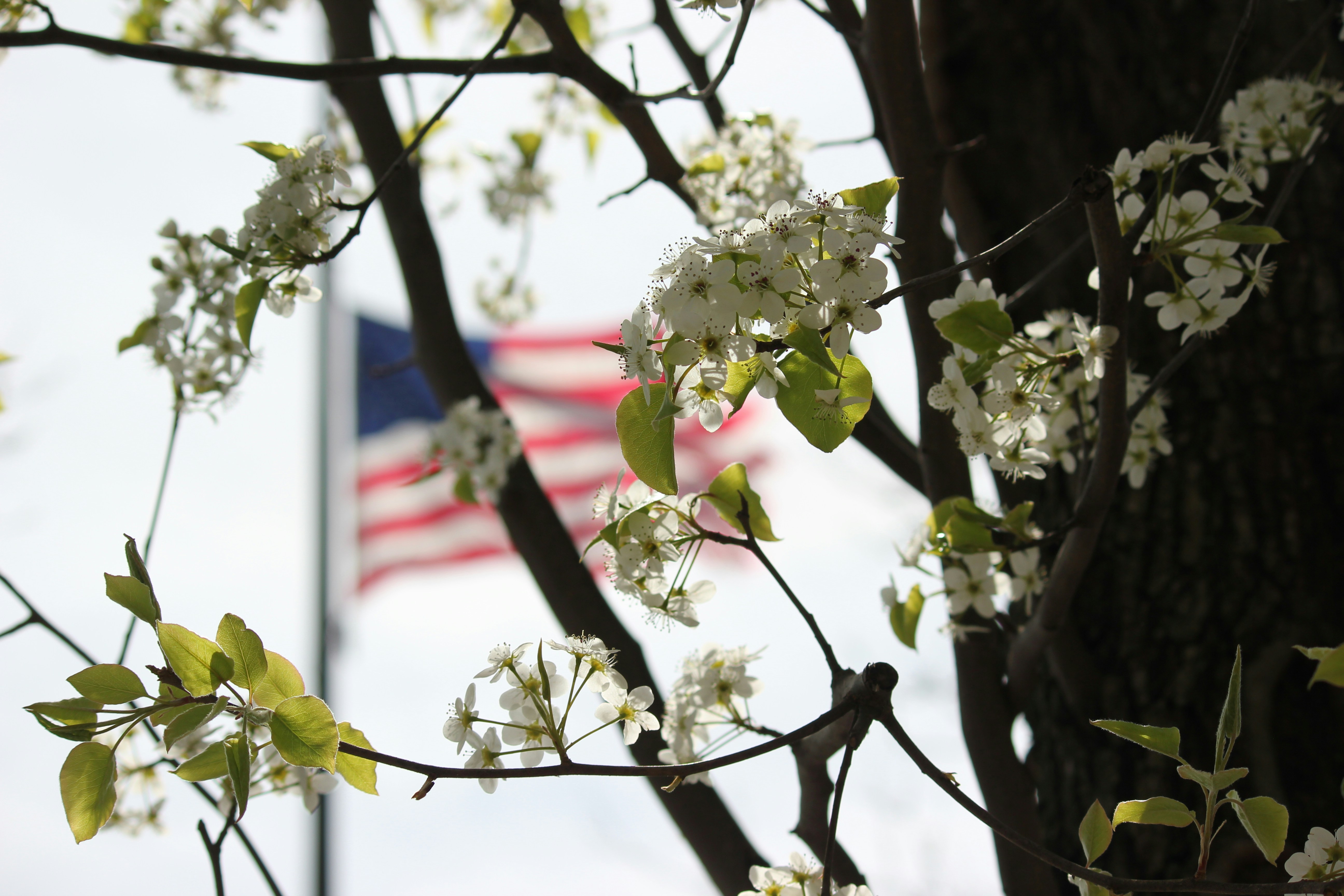 Spring Blossoms Framing a Distant Flag in Soft Focus